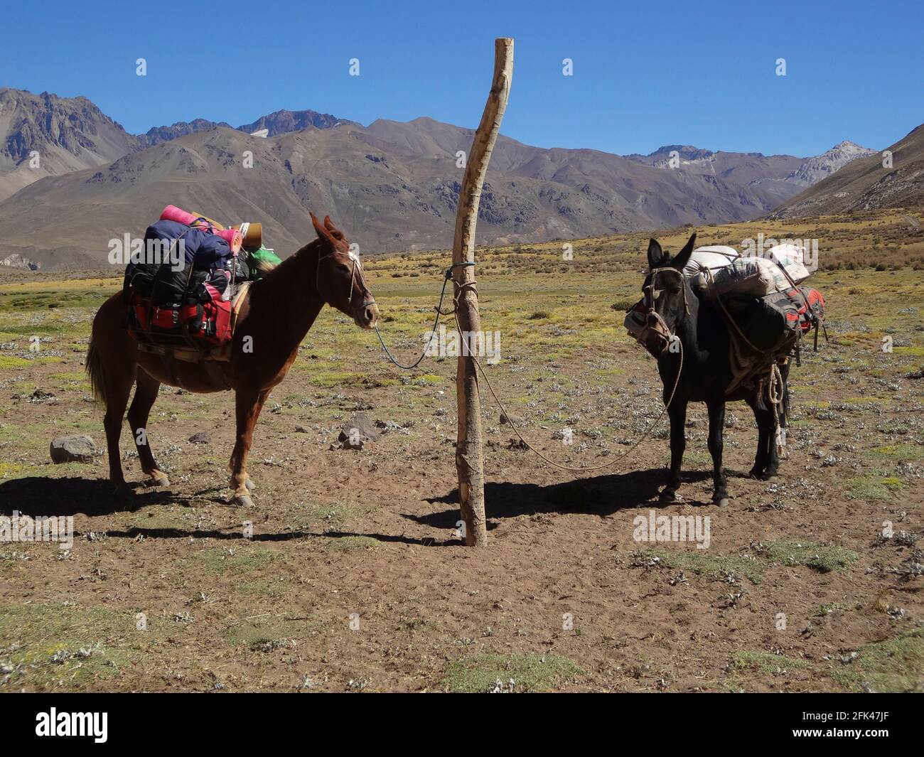 Donkeys carrying load hi-res stock photography and images - Alamy