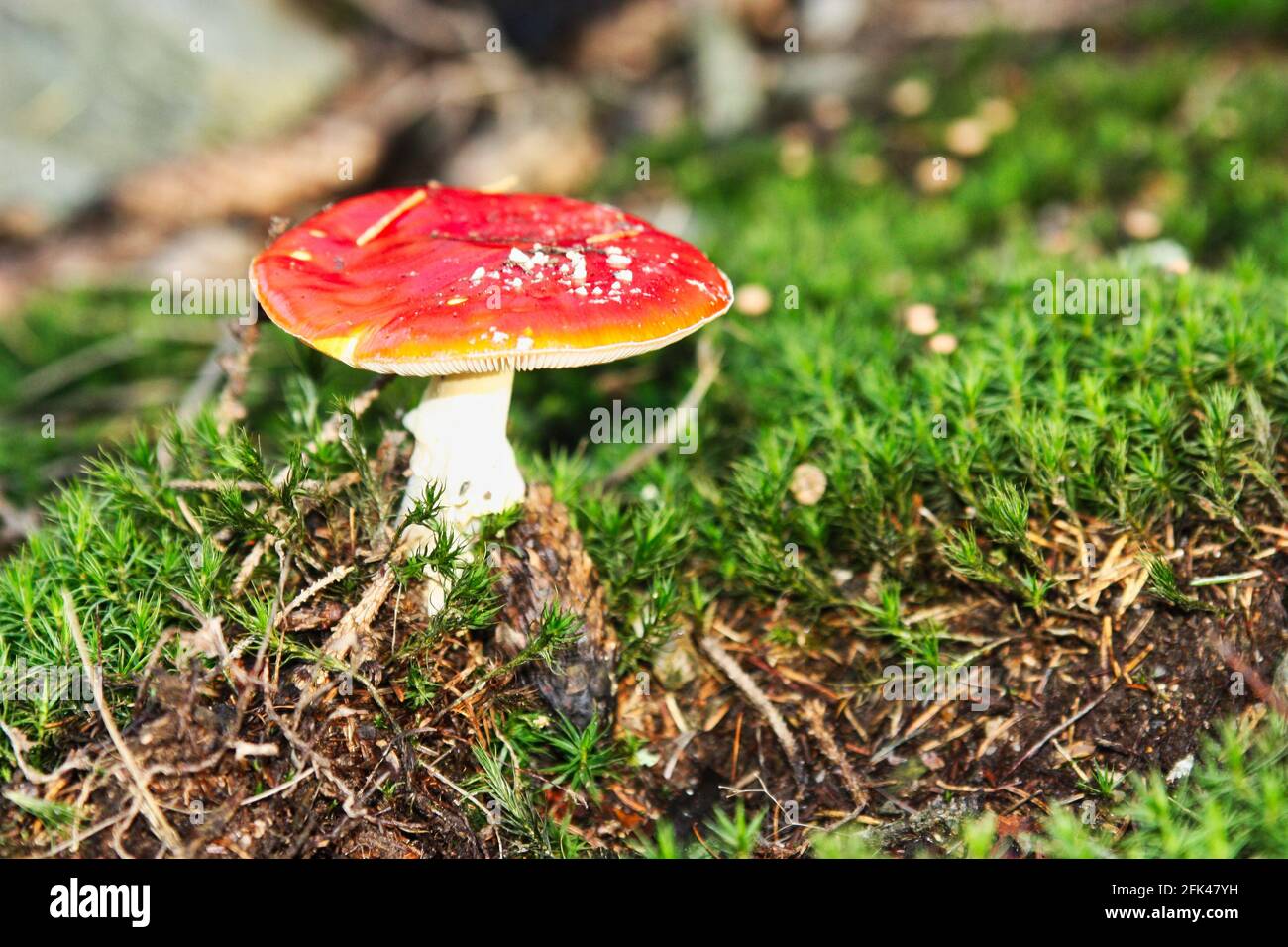 Flying mushroom hi-res stock photography and images - Alamy