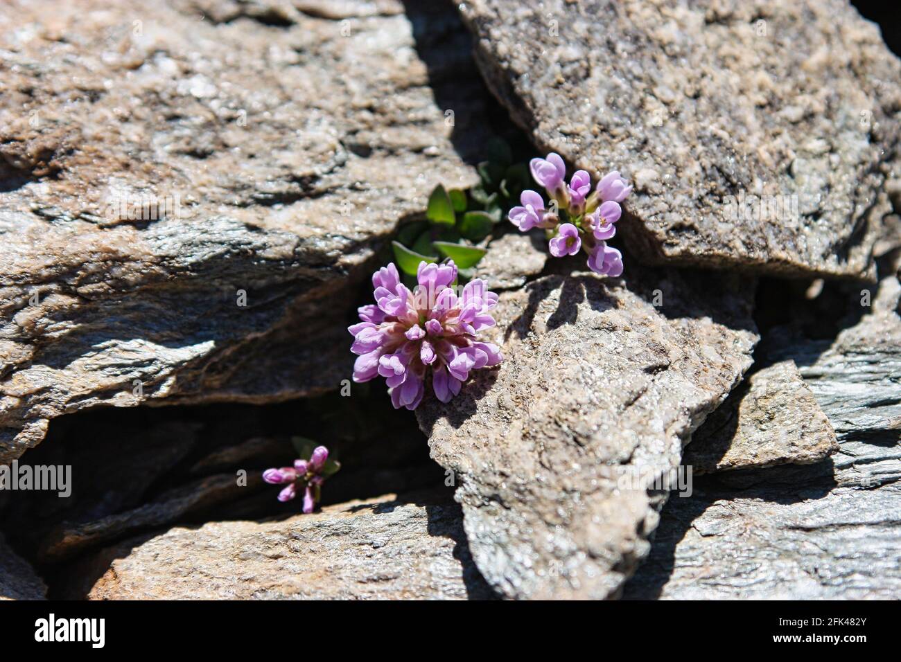Plants between rocks and stones Stock Photo - Alamy