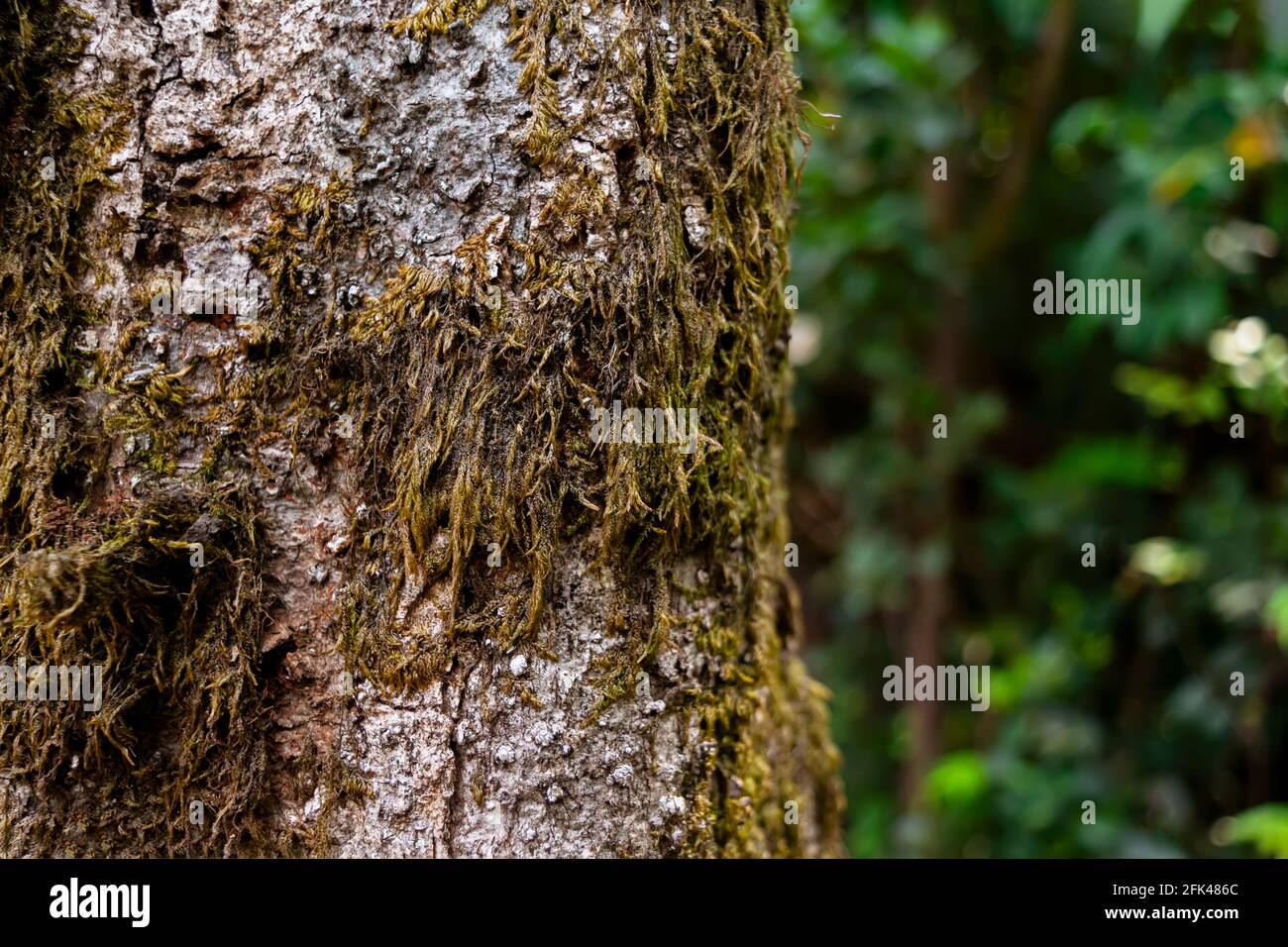 Moist deciduous forest in monsoon hi-res stock photography and images ...