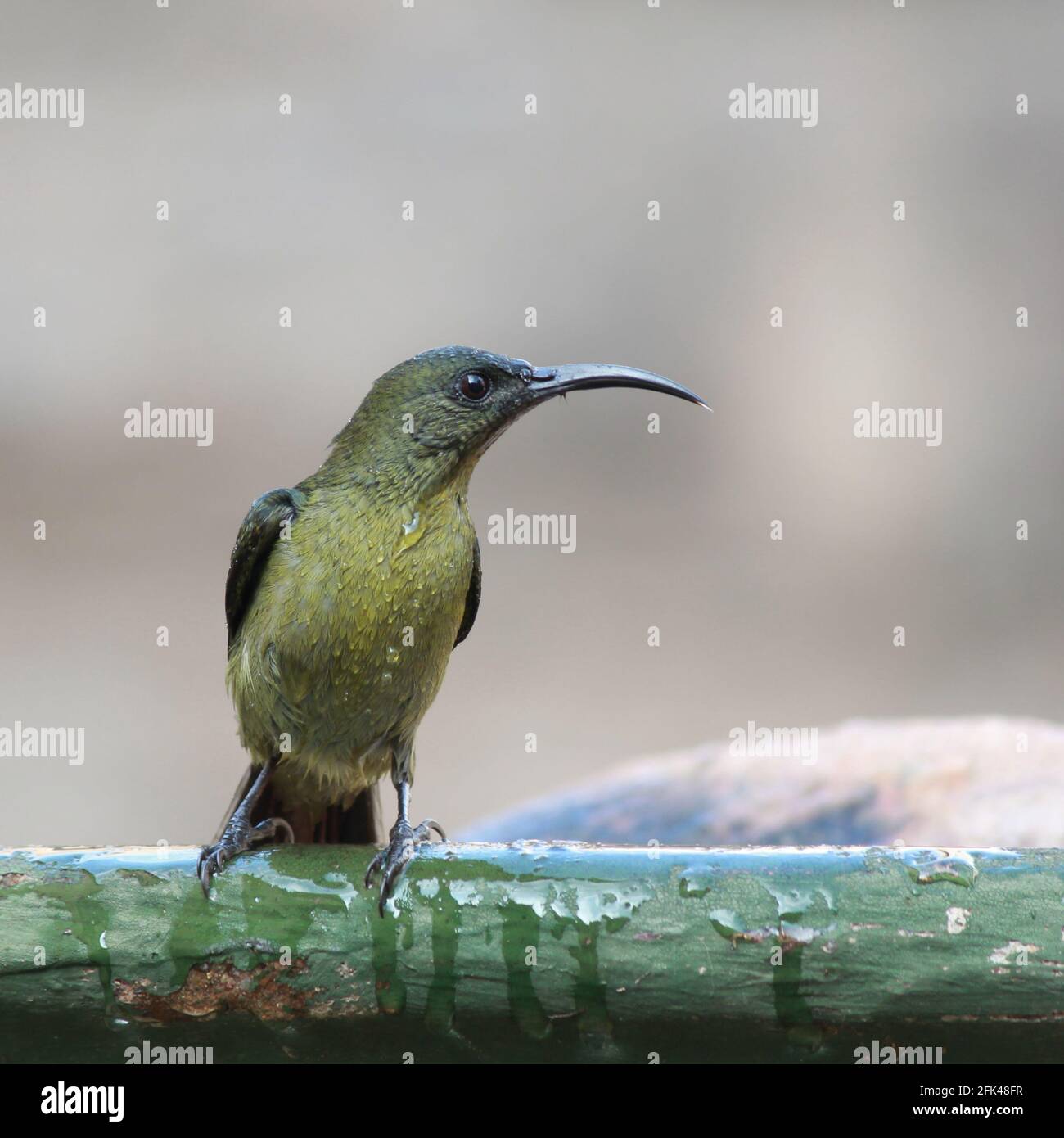 The olive sunbird hi-res stock photography and images - Alamy