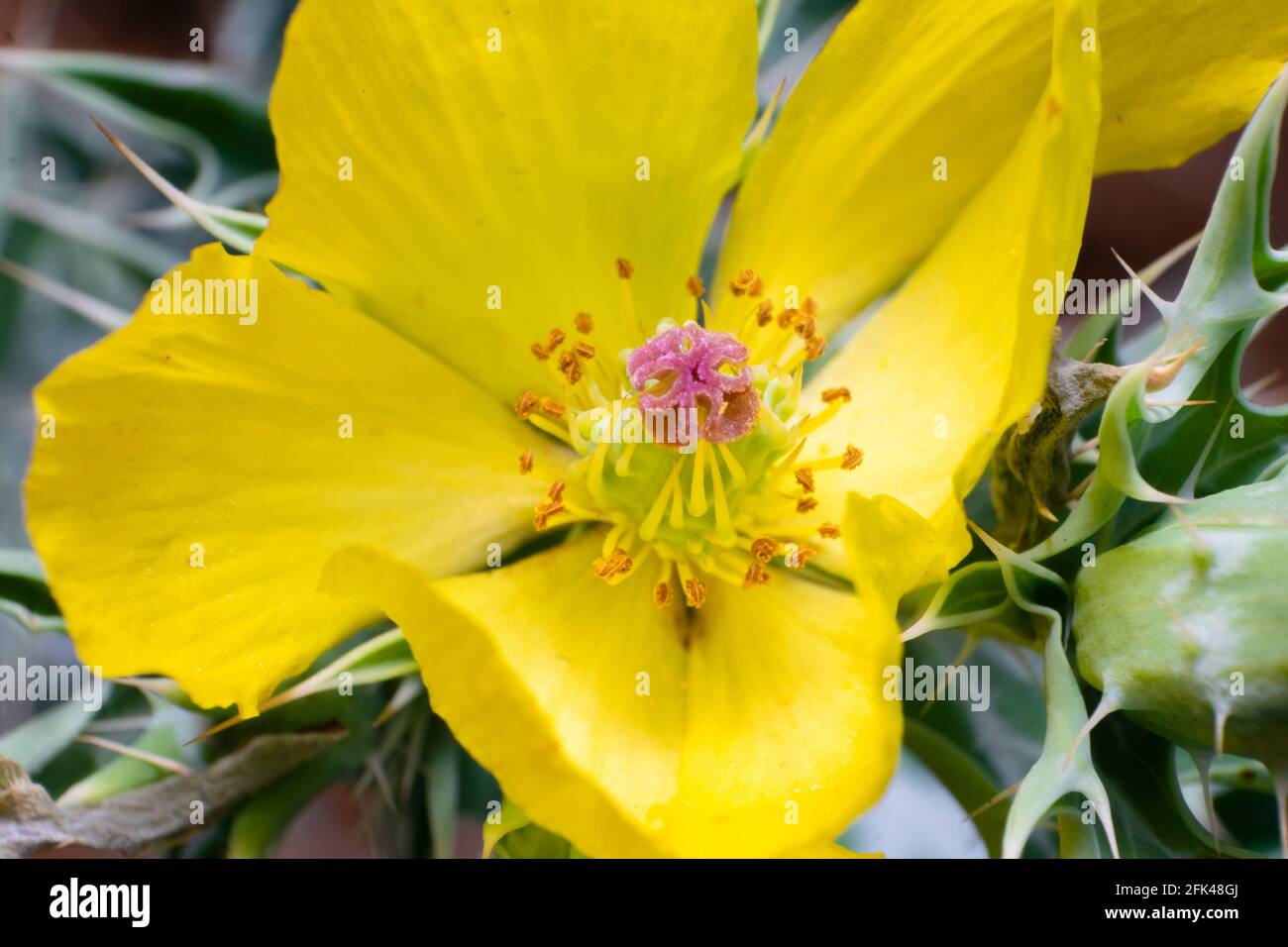 Prickly poppy mexico hi-res stock photography and images - Alamy