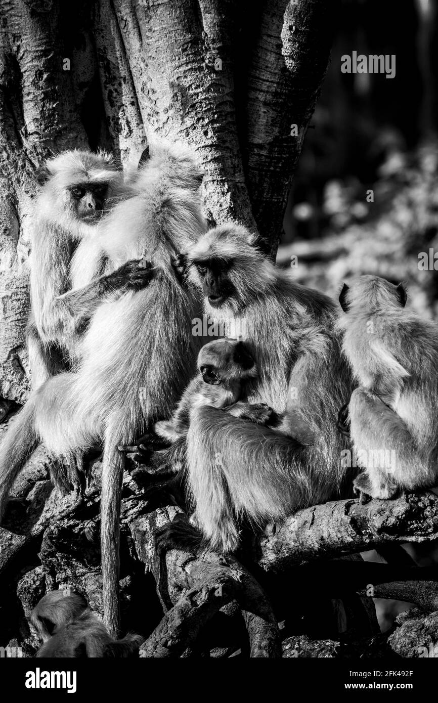 Gray or Hanuman langurs or indian langur or monkey family in black and ...