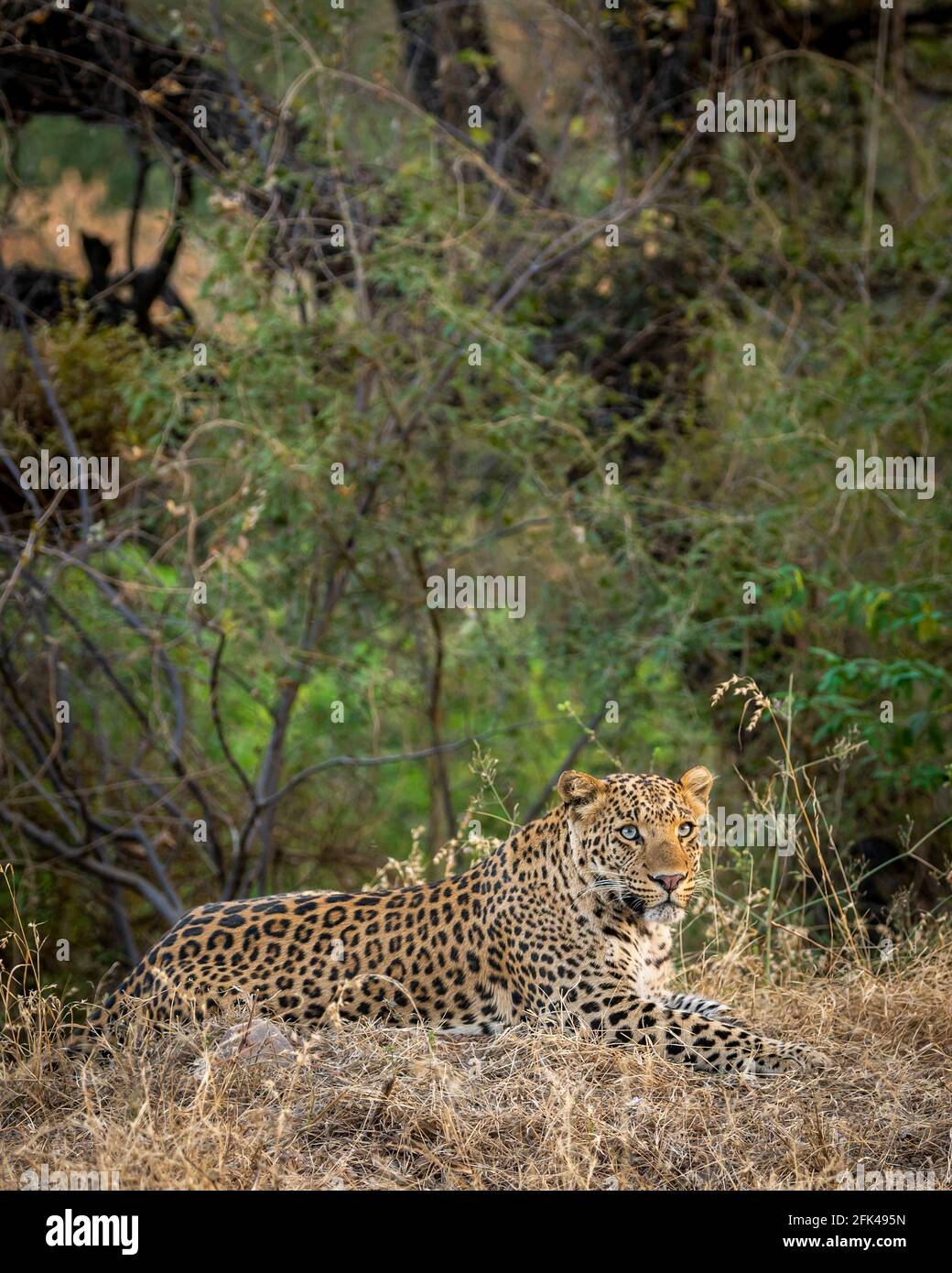 Indian wild male leopard or panther in natural green background during ...