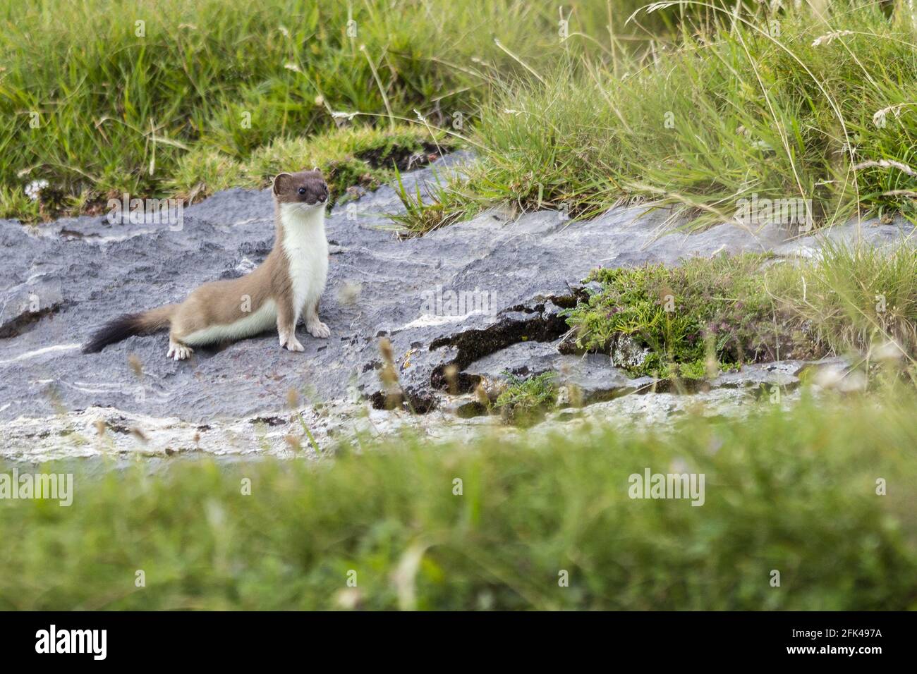 Ermine stoat hunting hi-res stock photography and images - Alamy