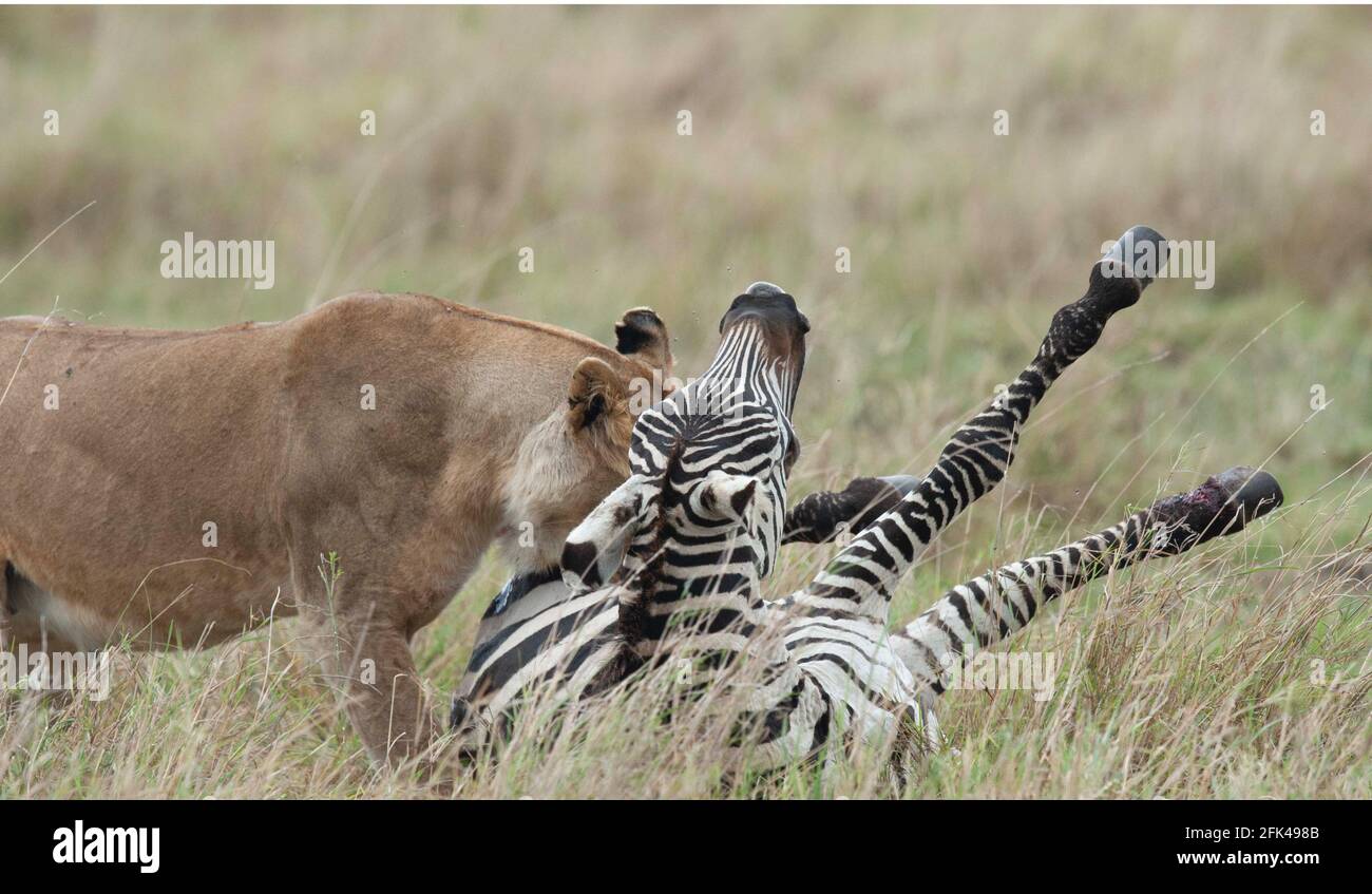 At one point, the zebra even tried to bite back at the lioness, but it ...