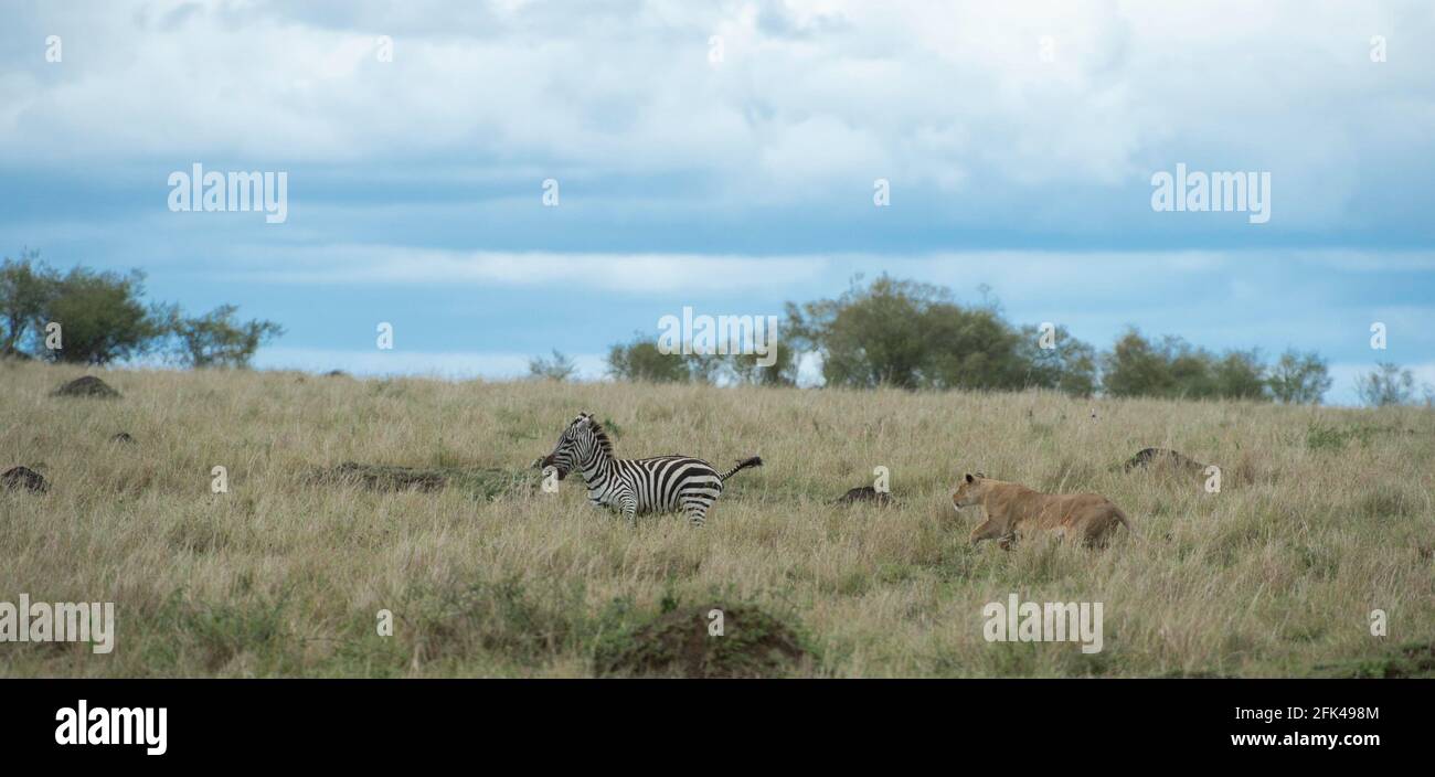The zebra tried as hard as it could to run away, but due to its broken ...