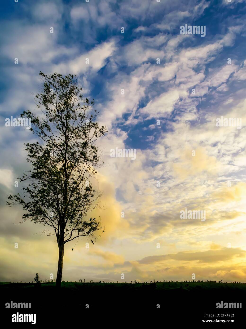 Tall tree silhouette during evening time with beautiful cloudy colorful ...