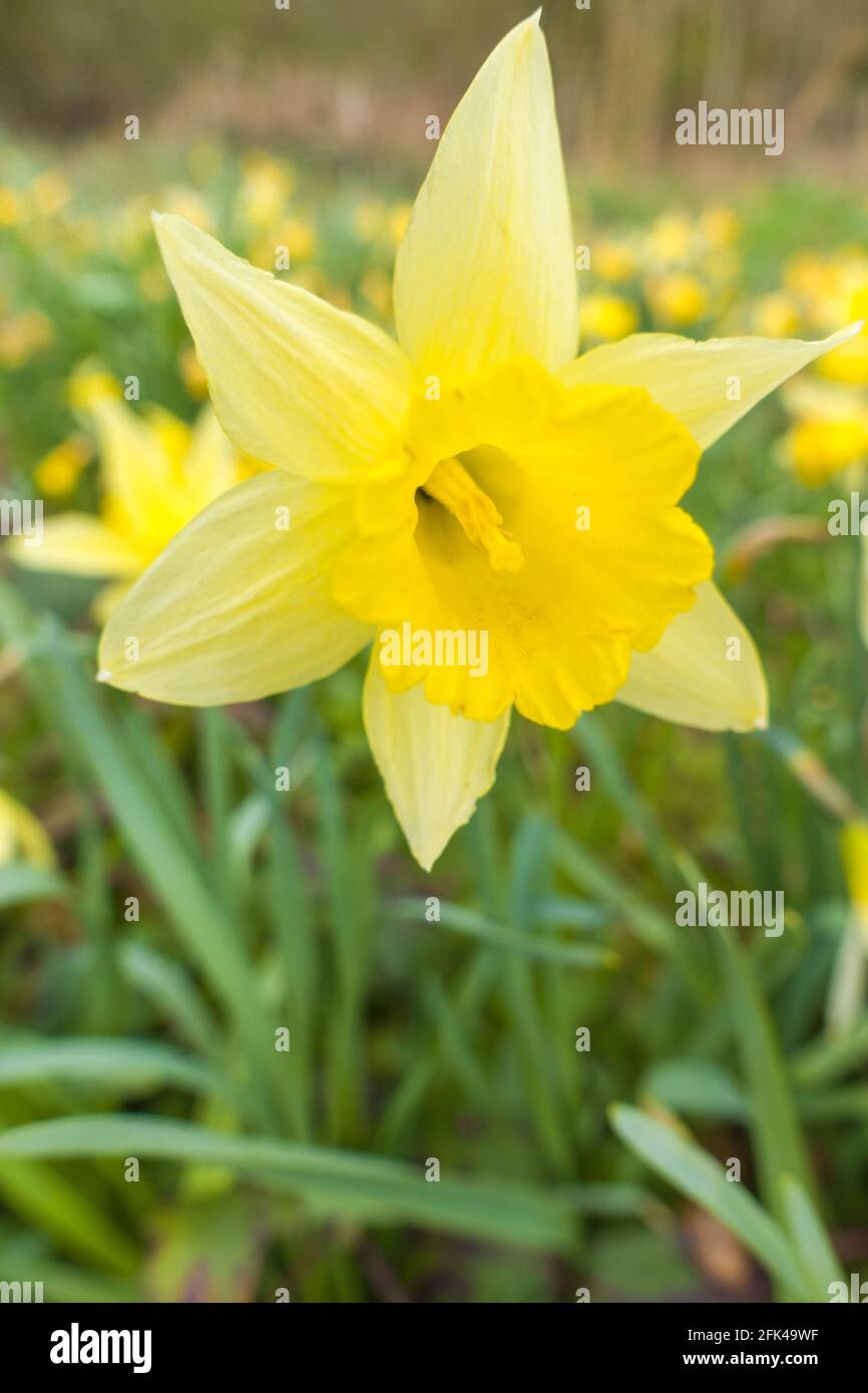 Narcissus pseudonarcissus wildflowers hi-res stock photography and ...