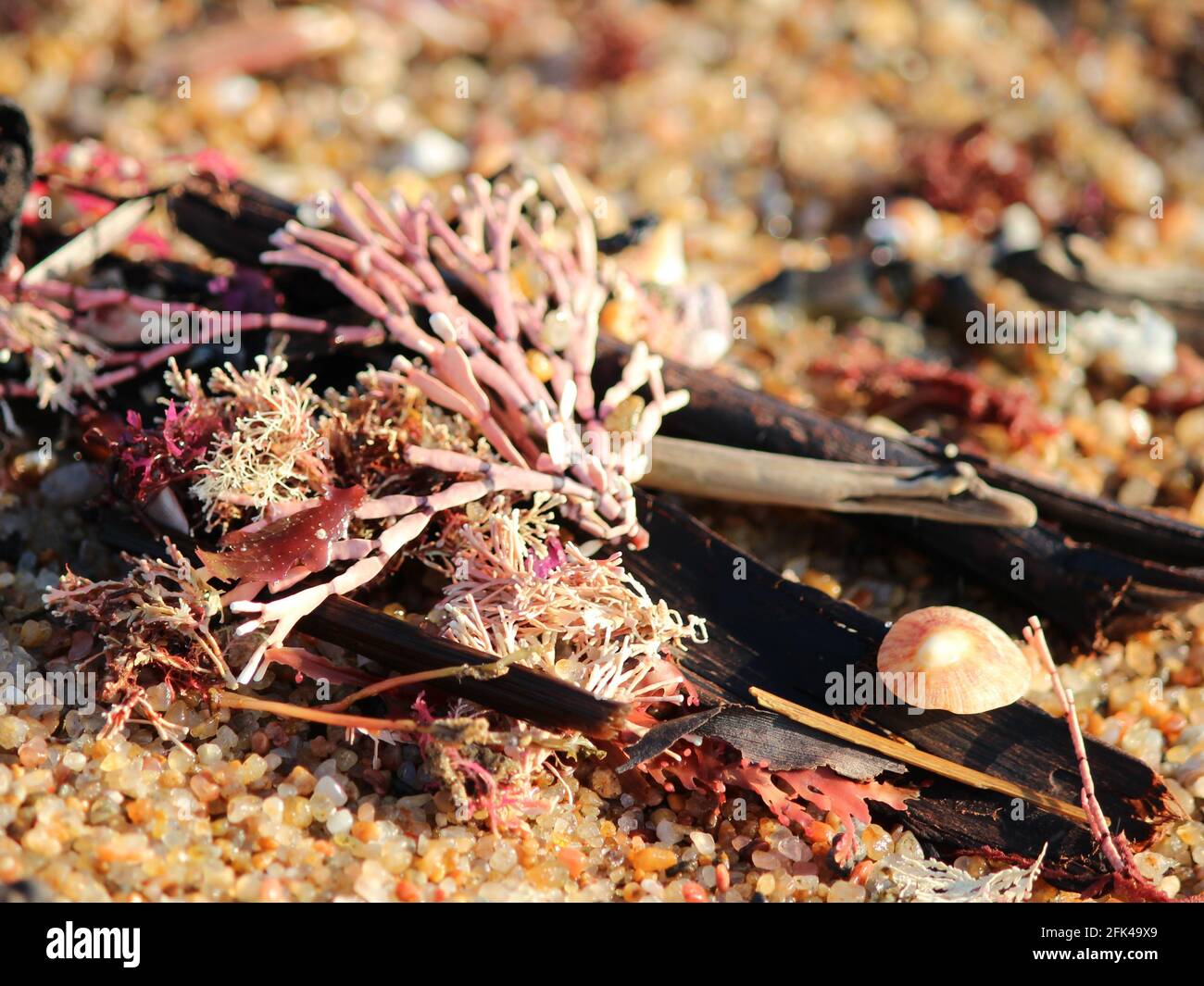 Close-up of pink coral, shells and driftwood washed up on the beach ...