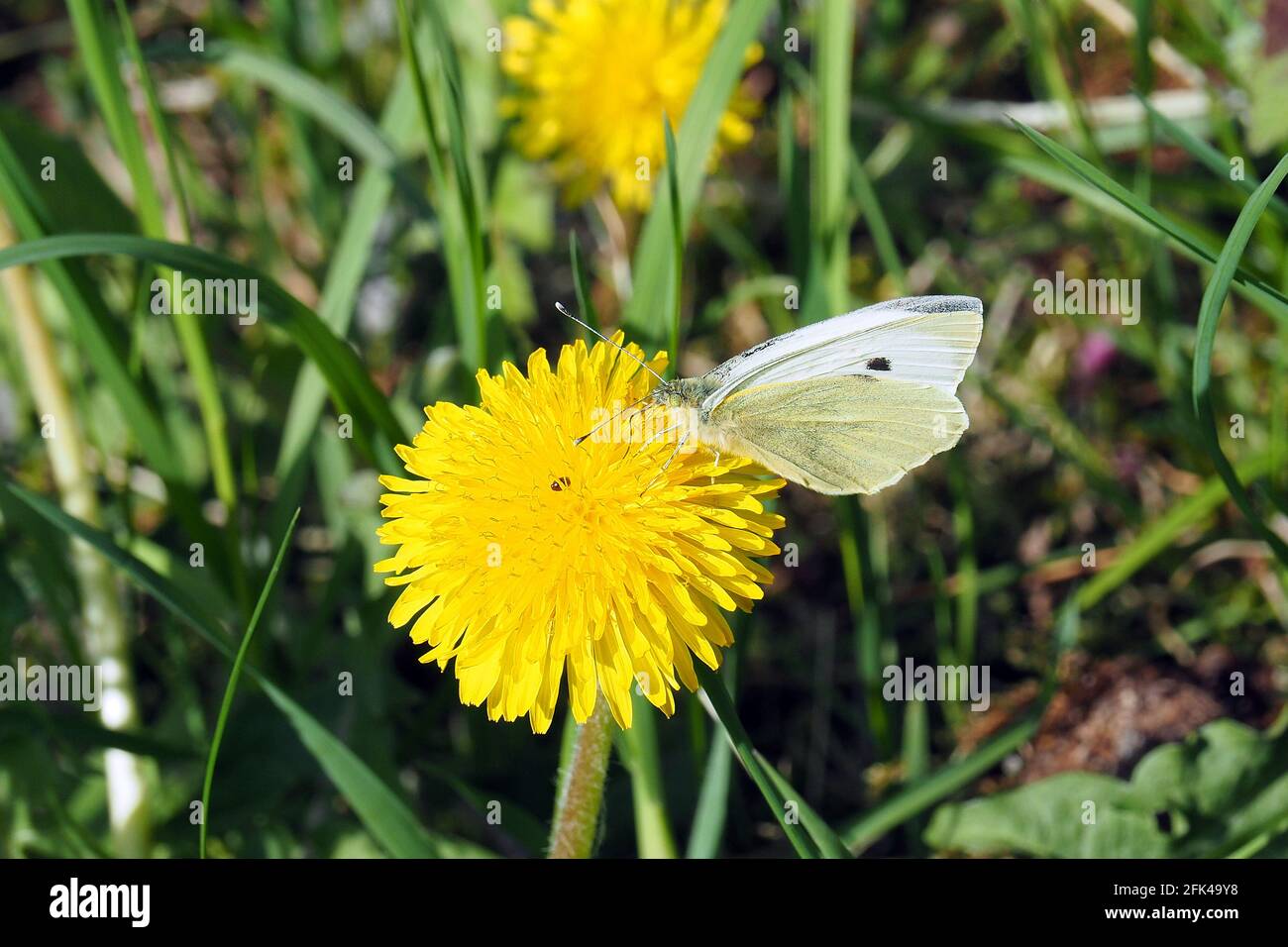 small white, cabbage white, cabbage butterfly, white butterfly, small ...
