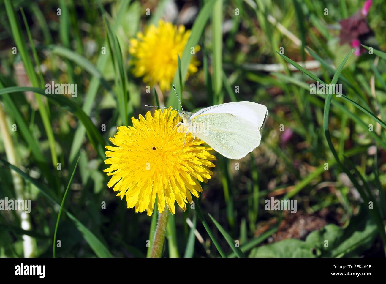 small white, cabbage white, cabbage butterfly, white butterfly, small ...
