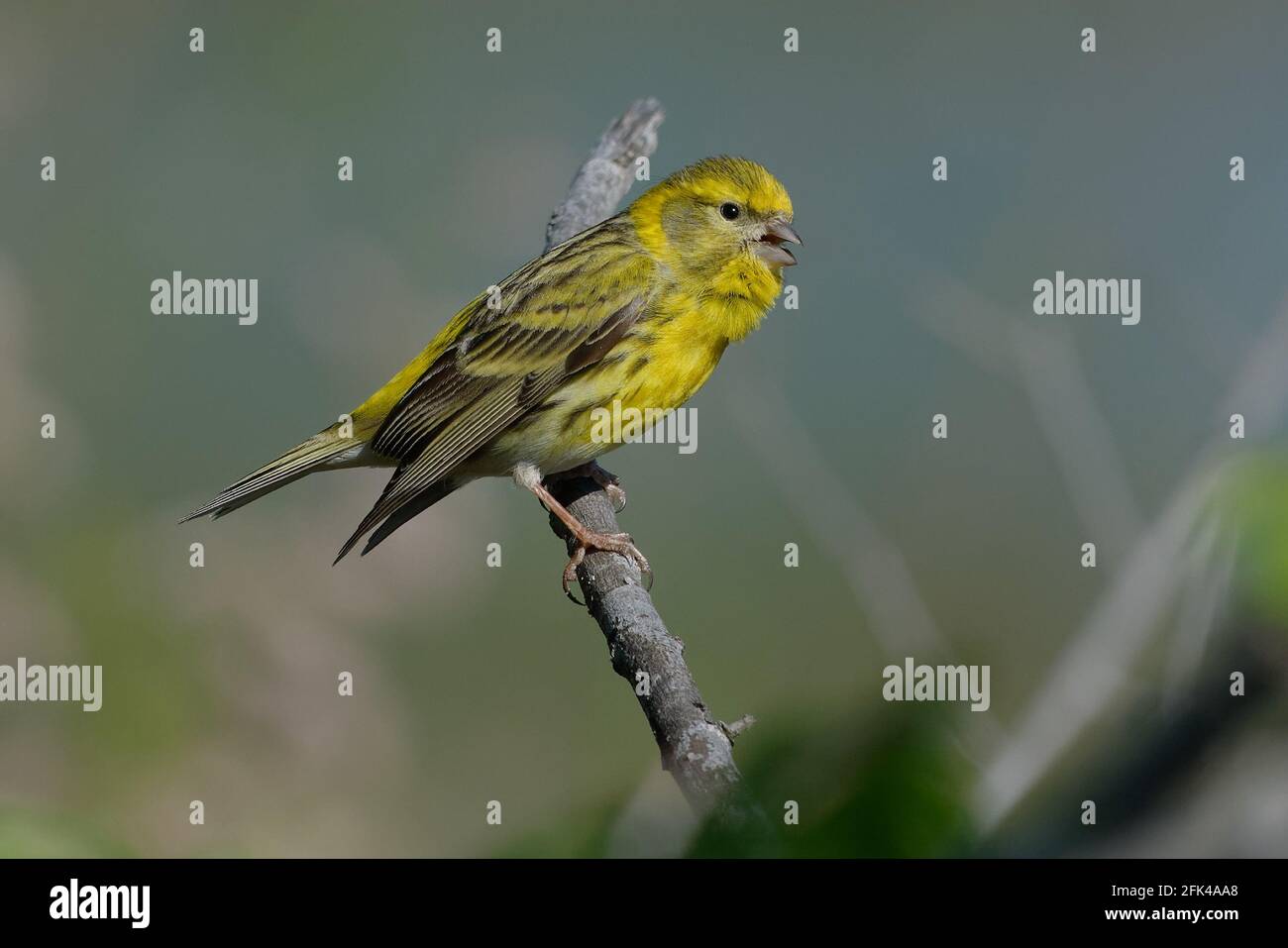 European Serin (Serinus serinus) perched on a branch Stock Photo - Alamy
