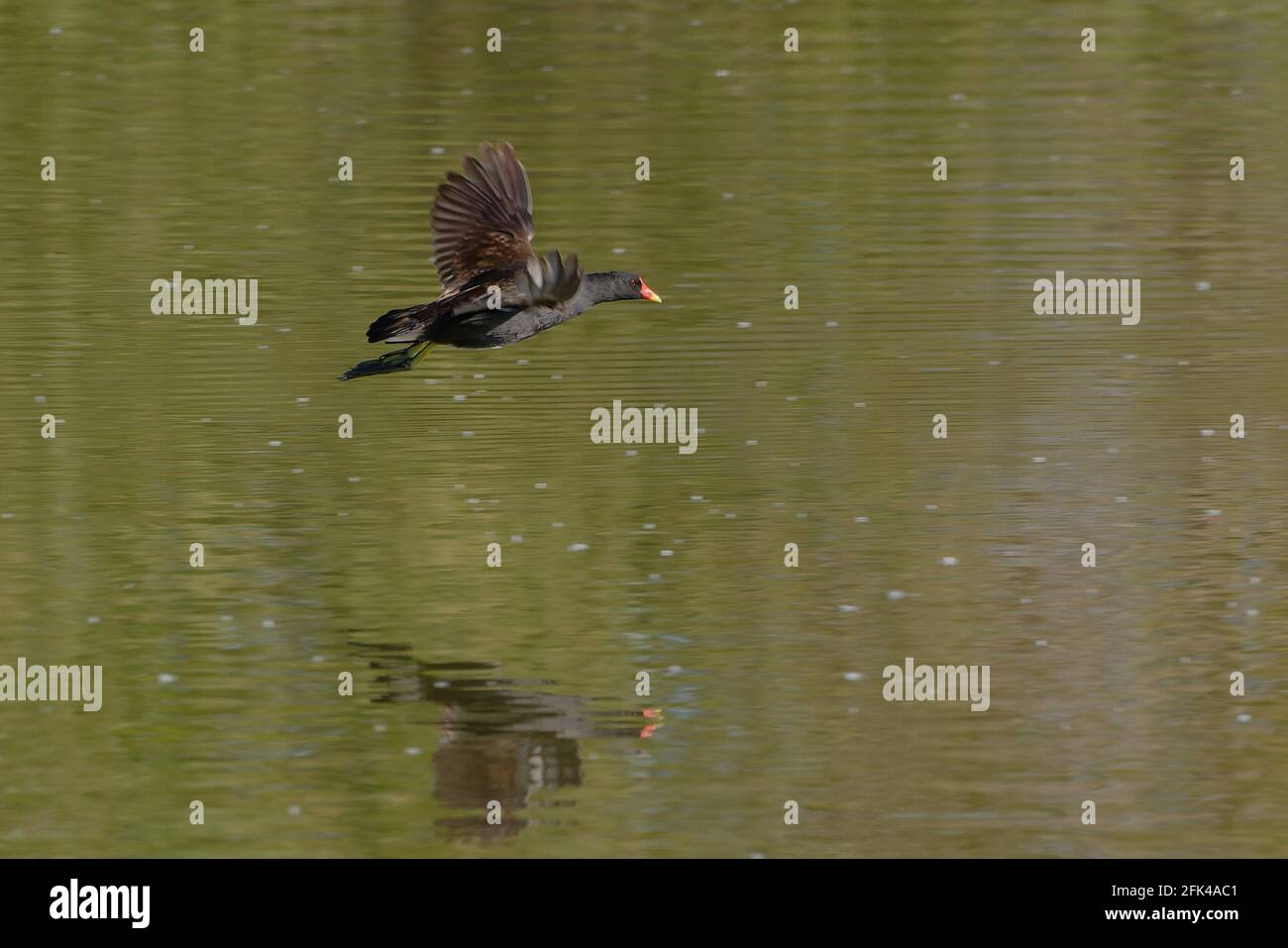 Common Moorhen (Gallinula chloropus) flying Stock Photo - Alamy