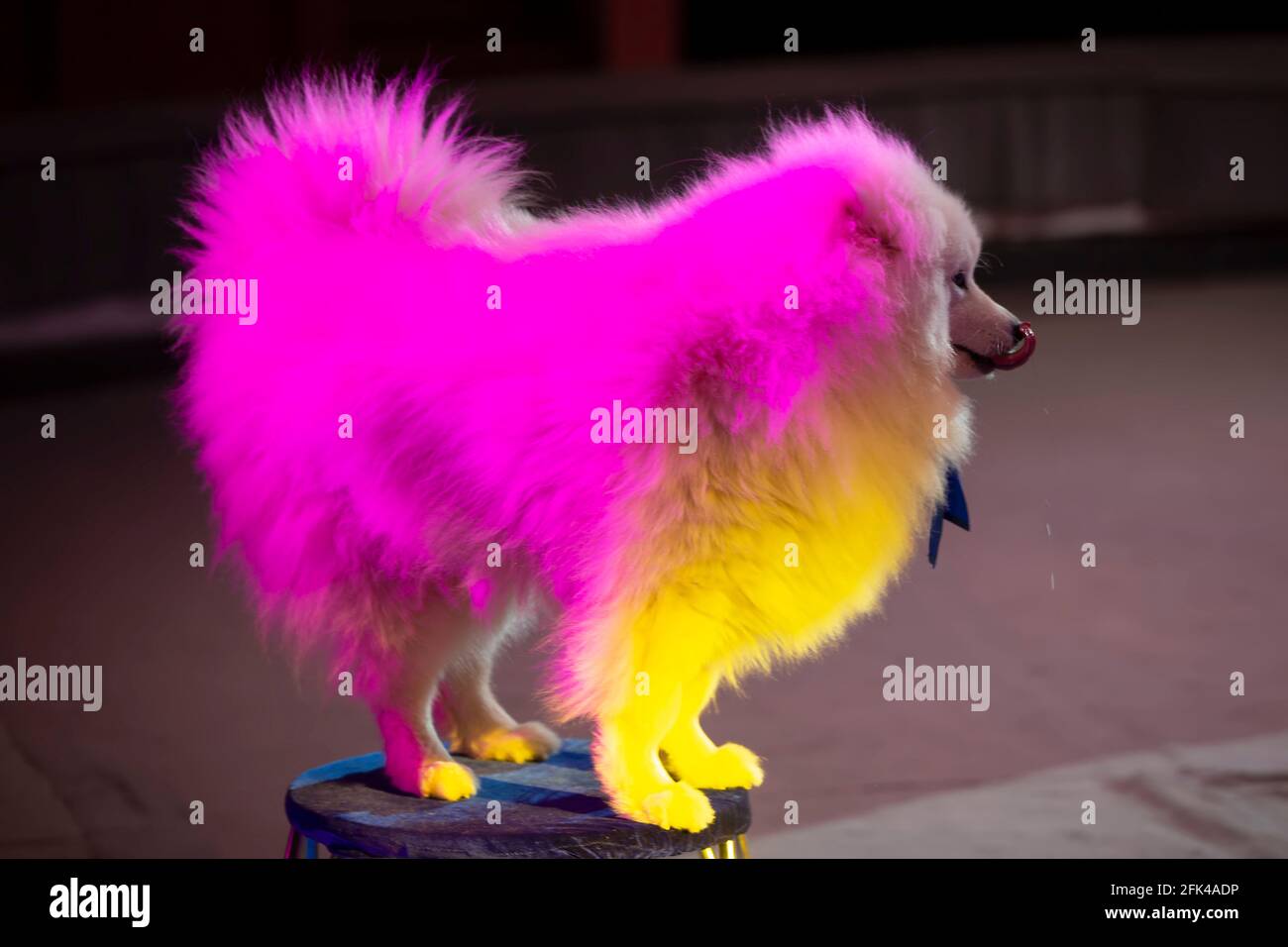 Samoyed circus dog in multi-colored stage lights. Circus dog Stock ...