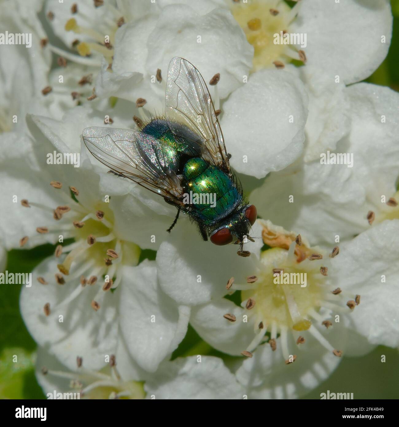 Common green bottle fly (Lucilia sericata) on white flowers Stock Photo ...