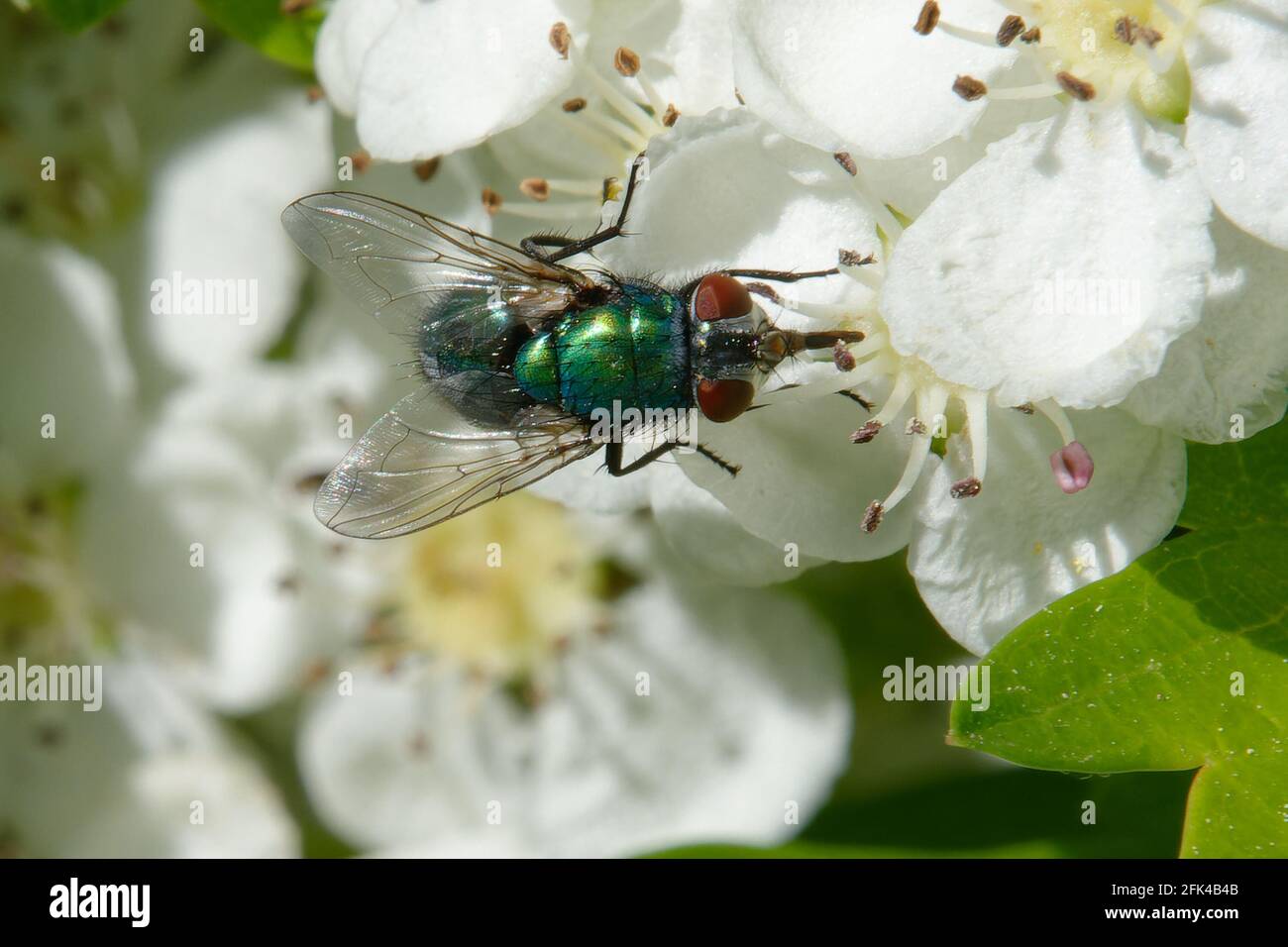 Lucilia sericata with red eyes hi-res stock photography and images - Alamy