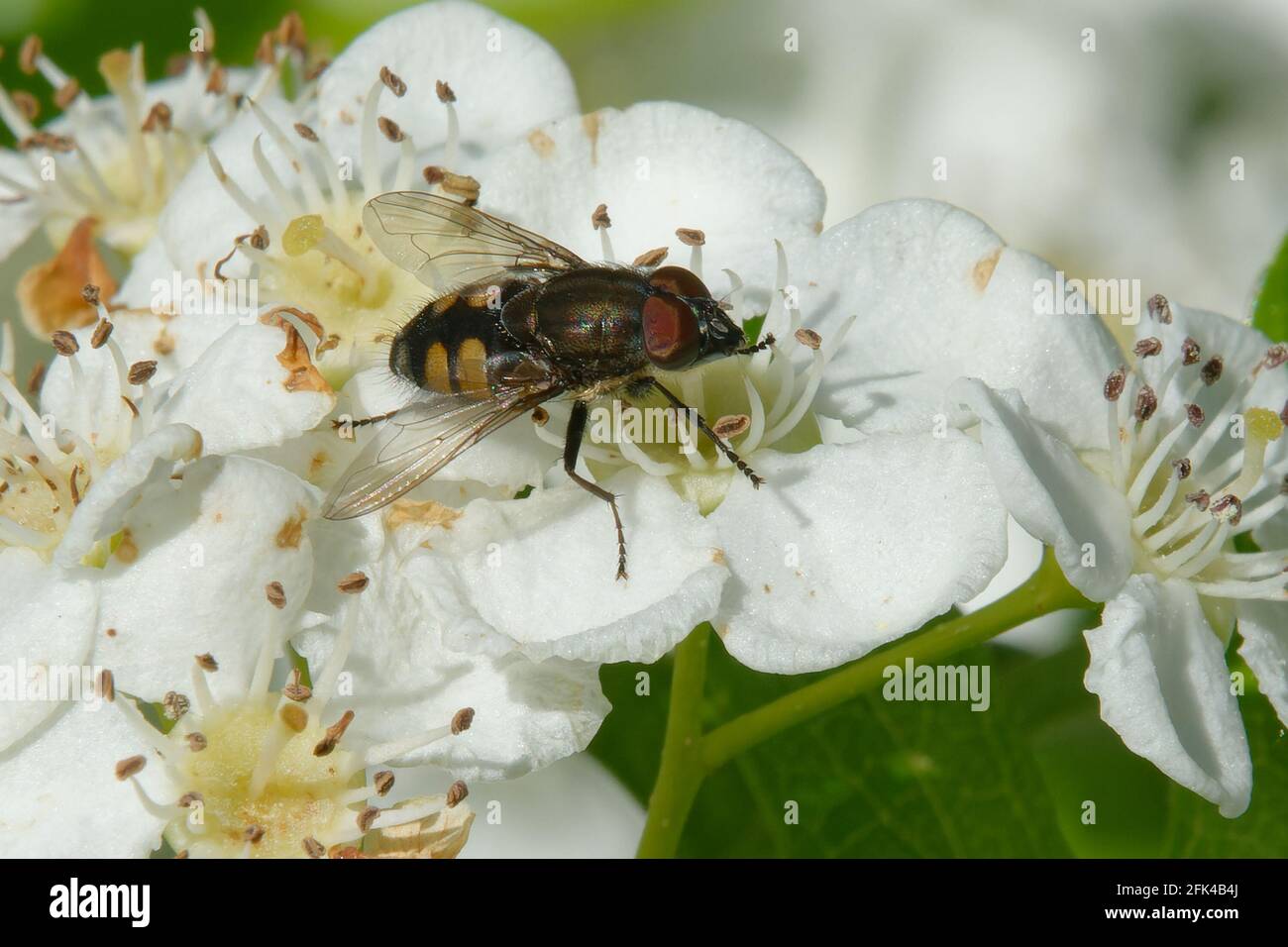Stomorhina lunata hi-res stock photography and images - Alamy