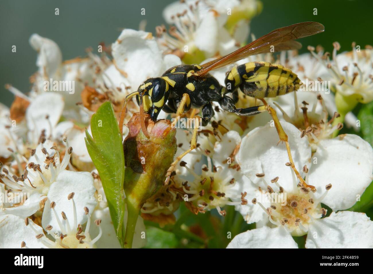 European paper wasp (Polistes dominula) on flowers Stock Photo - Alamy