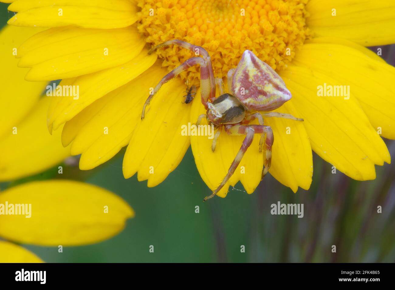 Pink crab spider – thomisus onustus hi-res stock photography and images ...