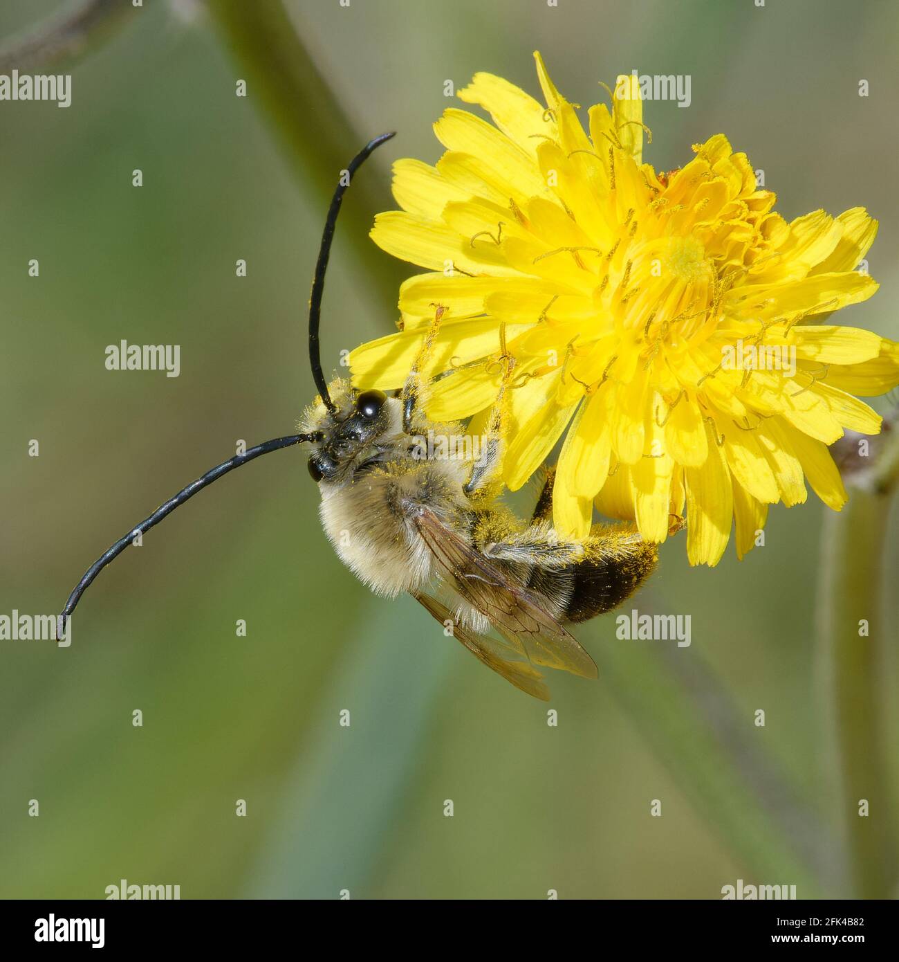 Long horned bee europe hi-res stock photography and images - Alamy