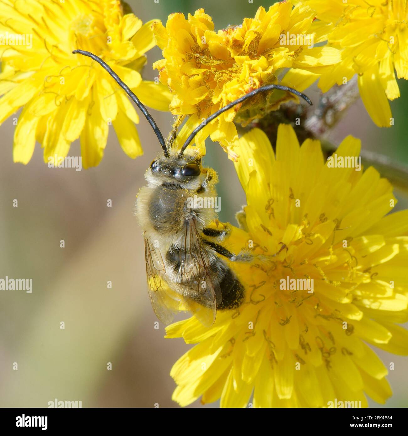 Long horned bee europe hi-res stock photography and images - Alamy