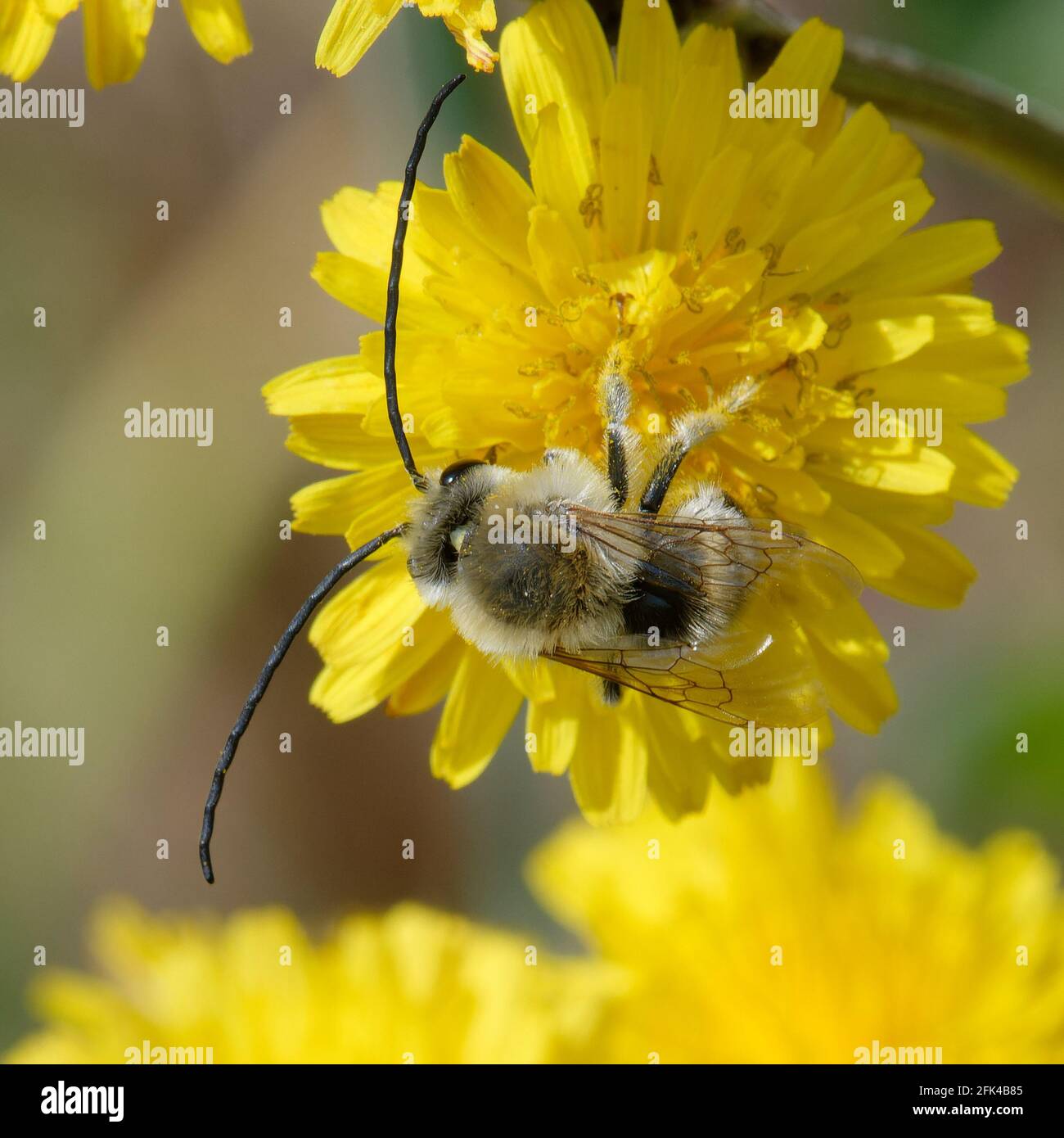 Long horned bee europe hi-res stock photography and images - Alamy