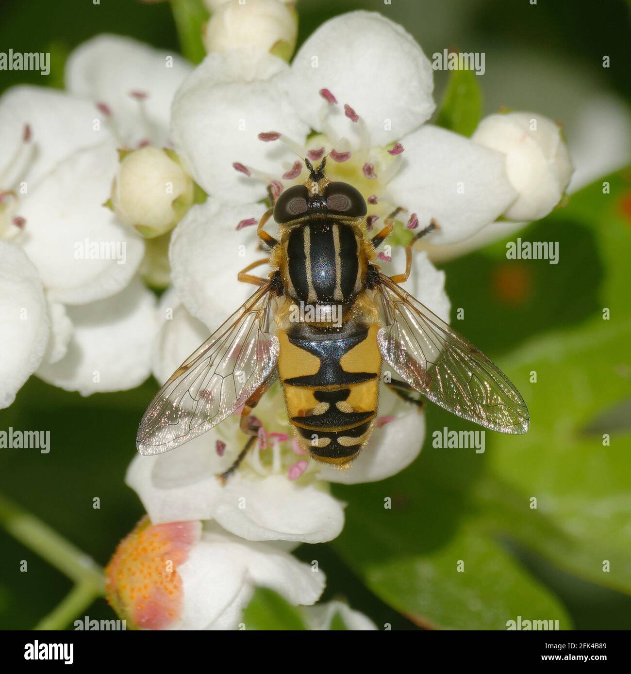 Helophilus pendulus france hi-res stock photography and images - Alamy