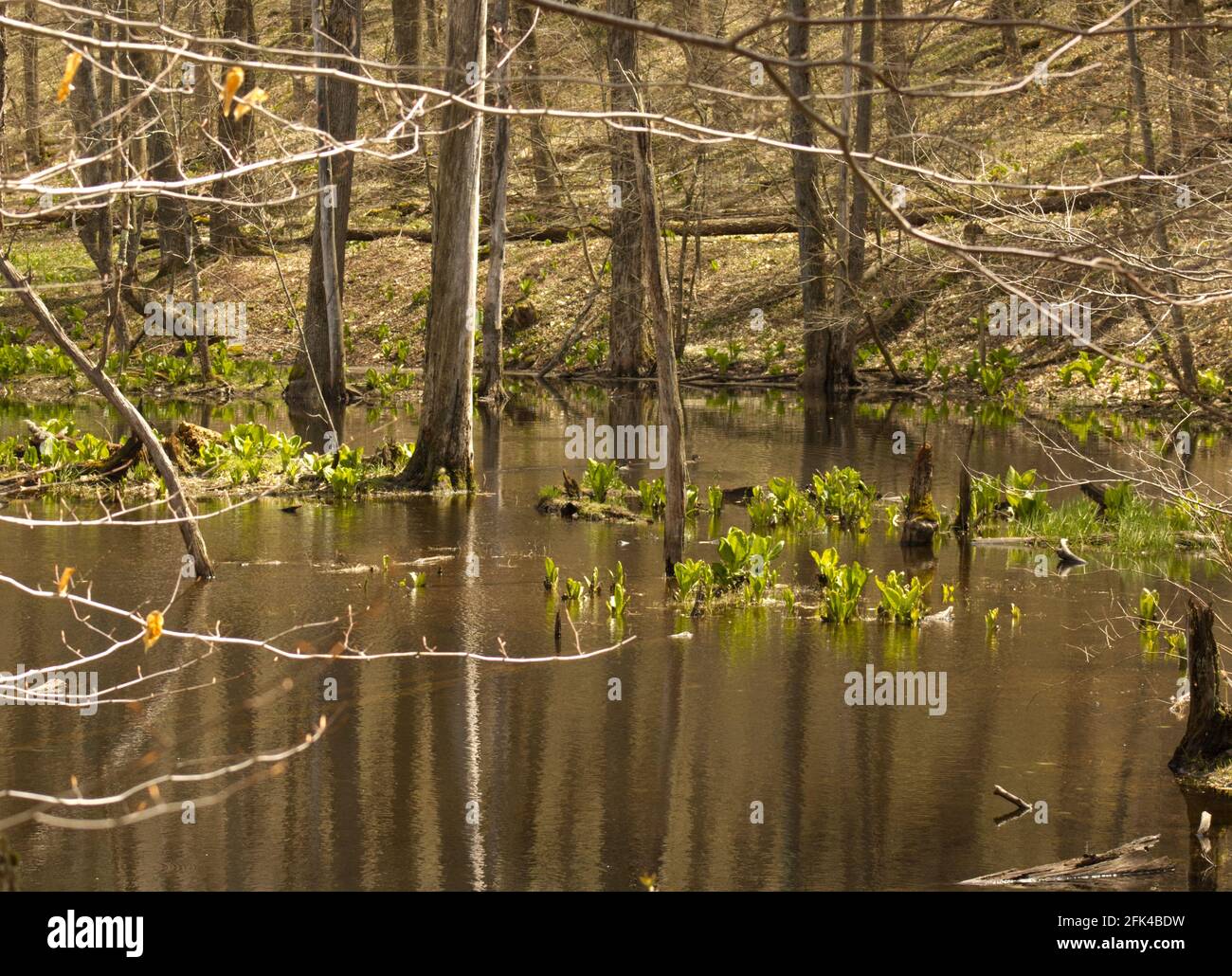 Wetlands environment hi-res stock photography and images - Alamy