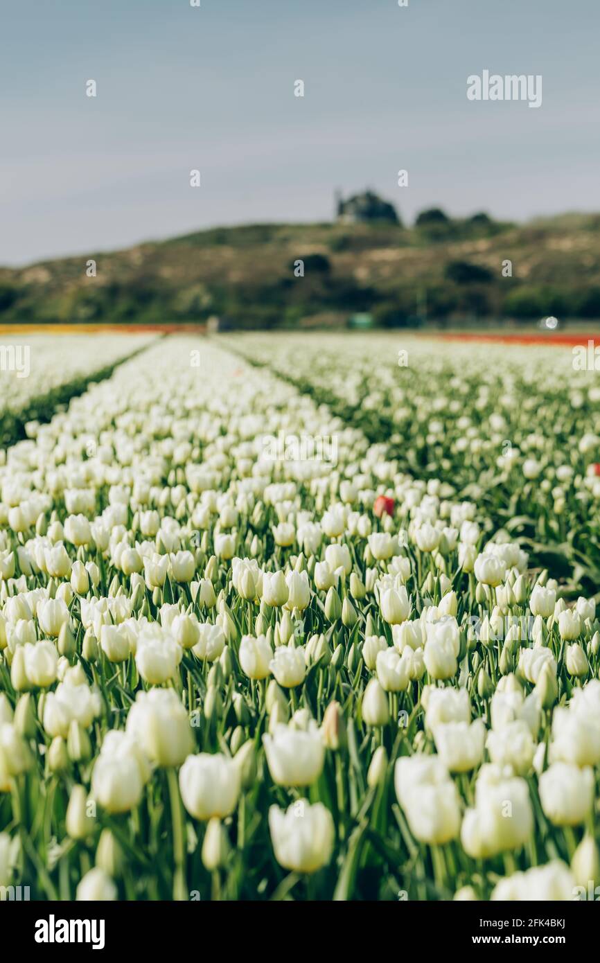 Blooming white tulip field. Floral spring background Stock Photo - Alamy