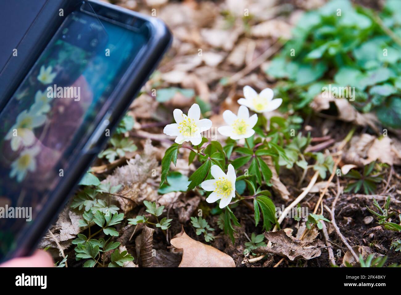 Mobile phone photography of spring flowers Stock Photo - Alamy