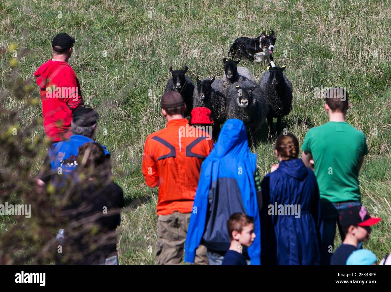 Open house on a farm in connection with cow release Stock Photo - Alamy