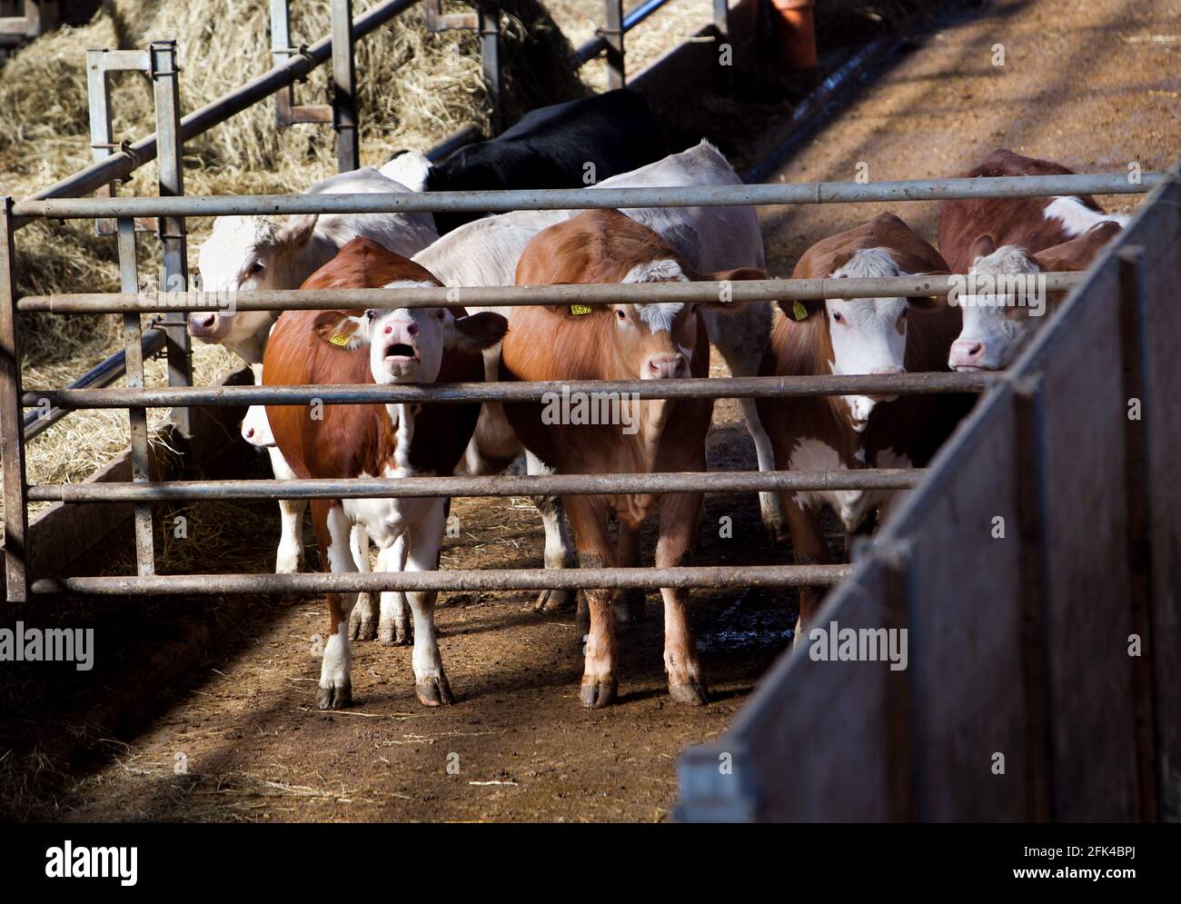 Open house on a farm in connection with cow release Stock Photo - Alamy