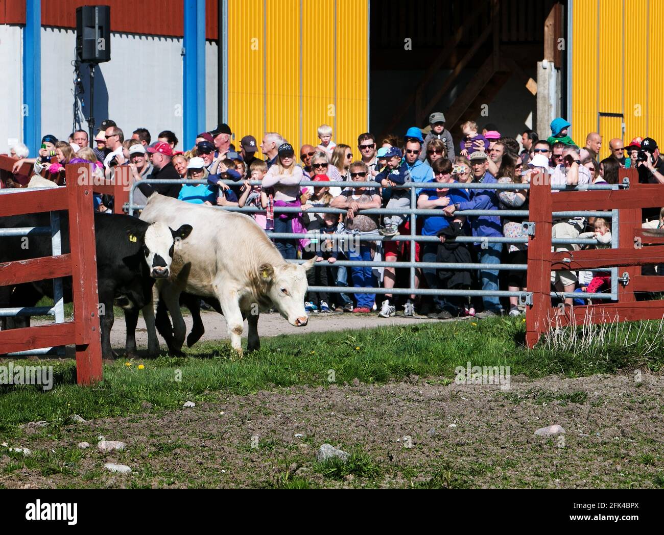Cow release at Halshöga in Tinnerö oak landscape, Linköping, which ...