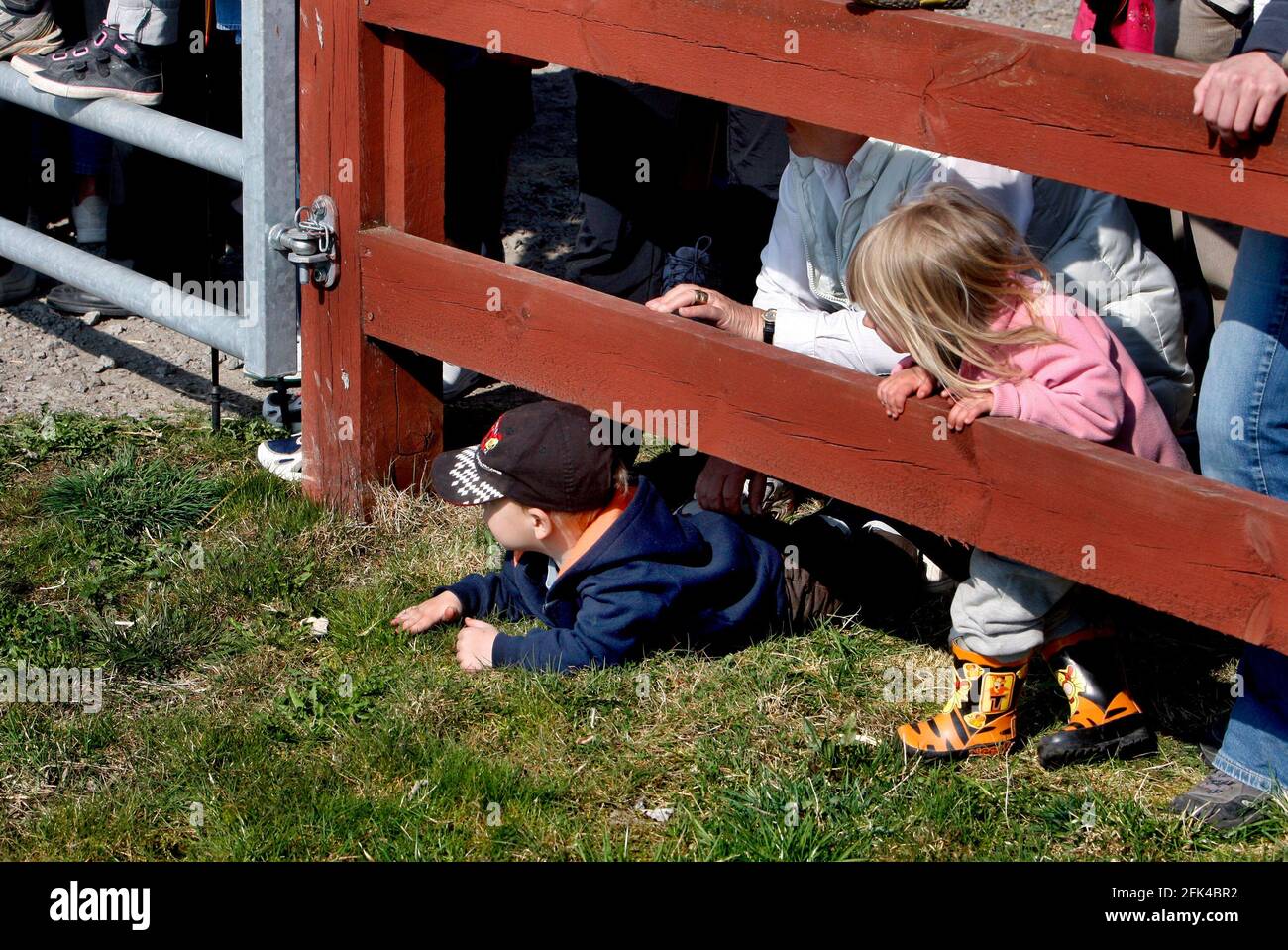 Cow release at Halshöga in Tinnerö oak landscape, Linköping, which ...