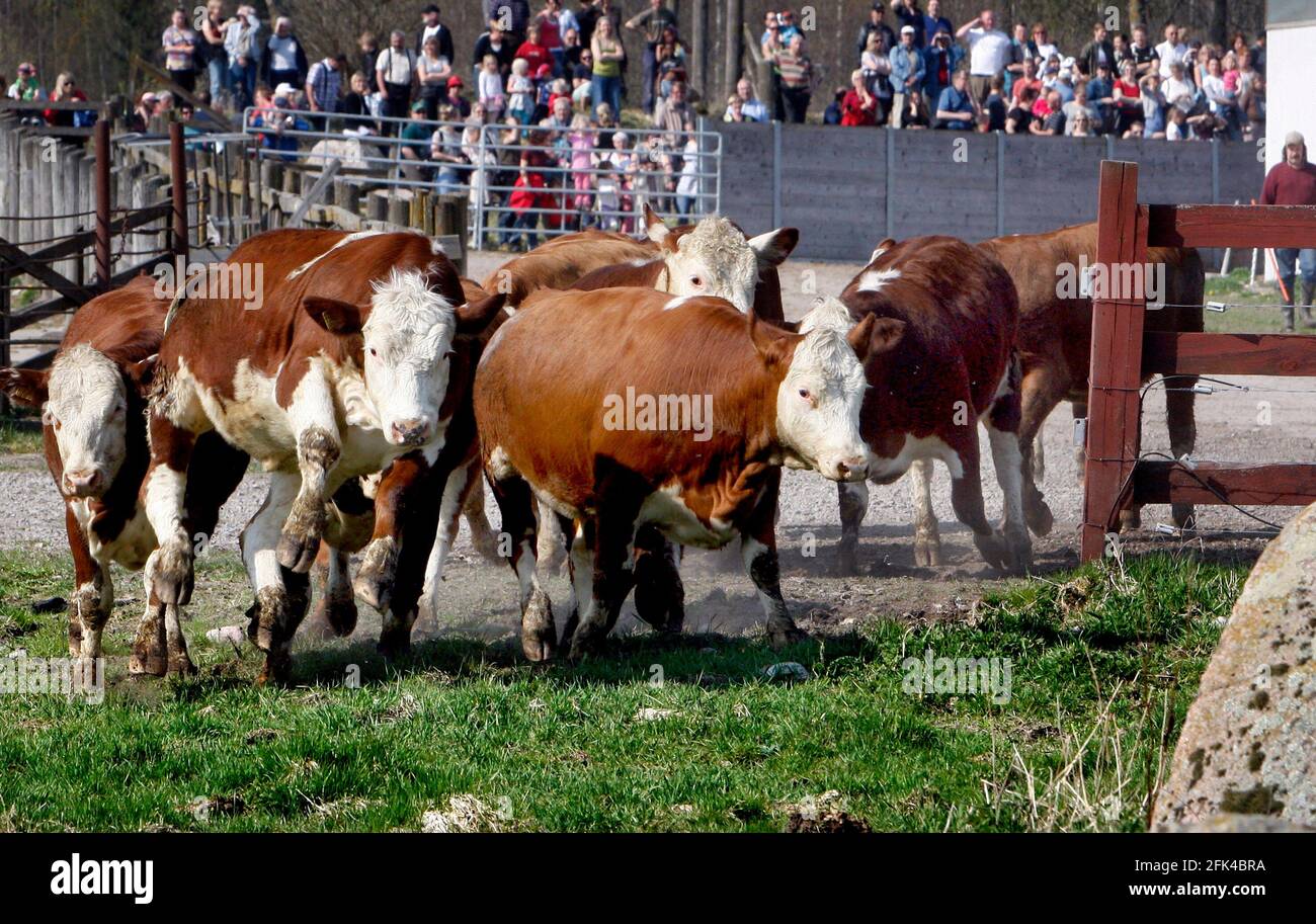 Cow release at Halshöga in Tinnerö oak landscape, Linköping, which ...
