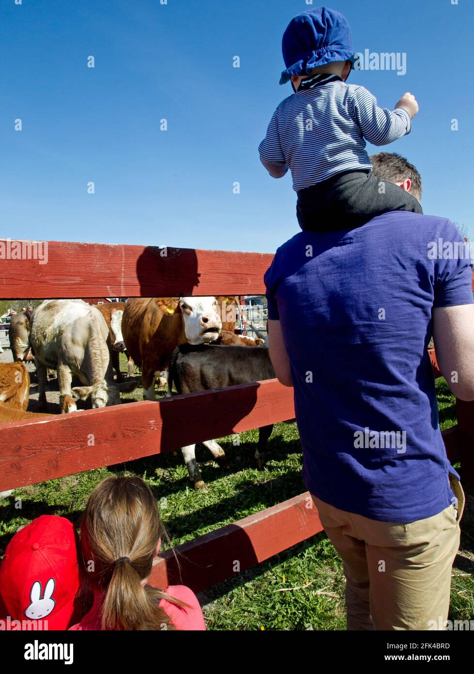 Cow release at Halshöga in Tinnerö oak landscape, Linköping, which ...