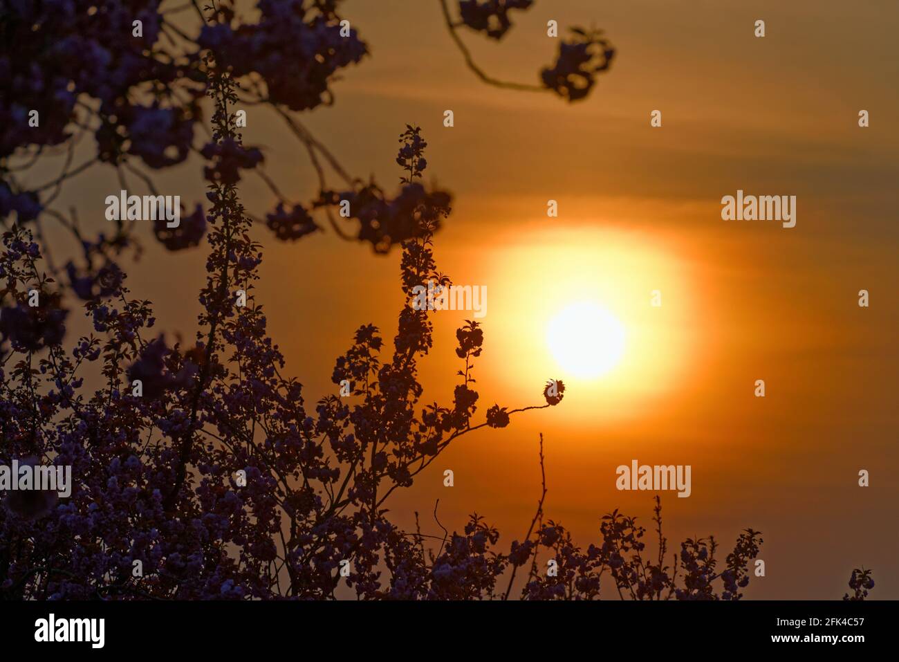 Setting sun and large tree hi-res stock photography and images - Alamy