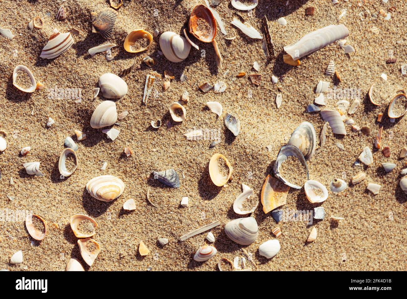 Sandy beach with seashells. Summer beach background Stock Photo - Alamy