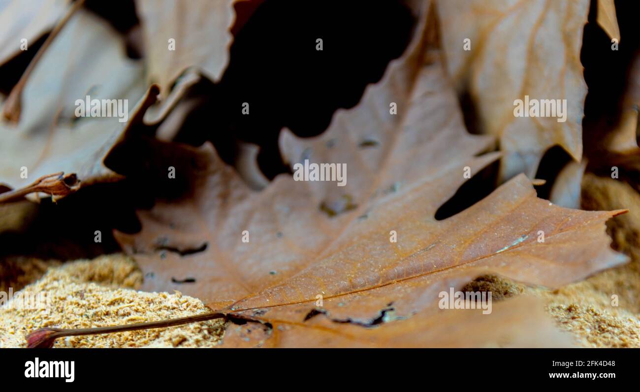 Background of dry maple and maple leaves. Vegetable background ...