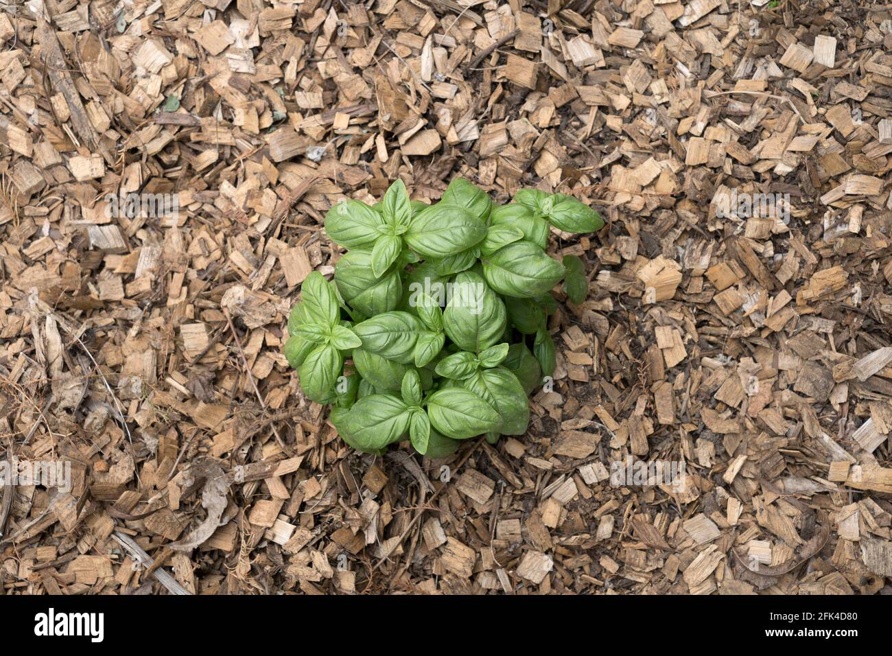 Fresh basil spice in an organic garden Stock Photo - Alamy