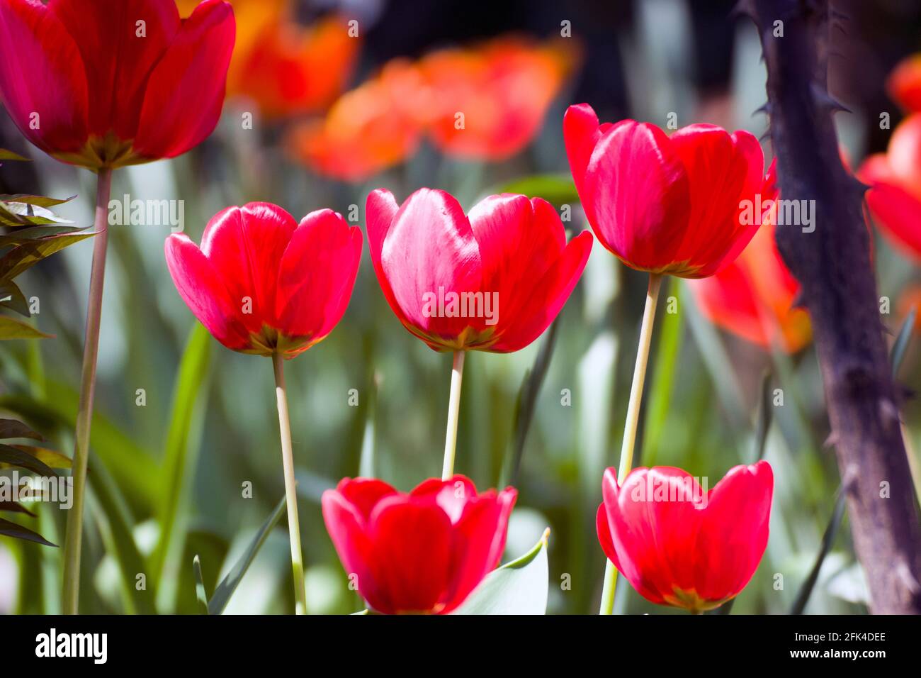 Beautiful tulips. The tulip flower is a bulbous spring-flowering plant ...