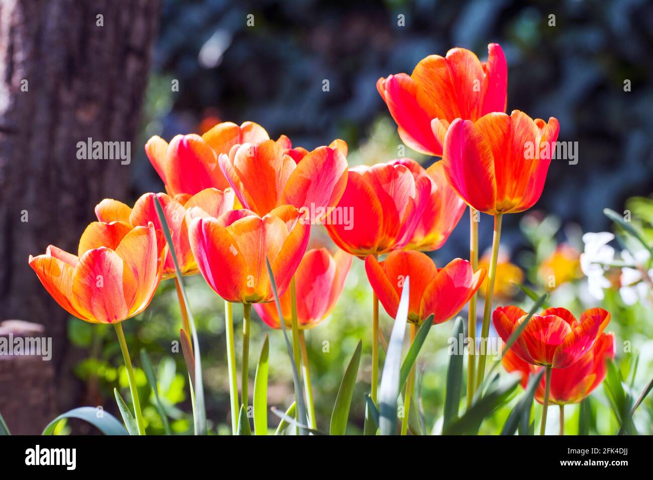Beautiful tulips flowering in the garden. The tulip is a bulbous spring ...