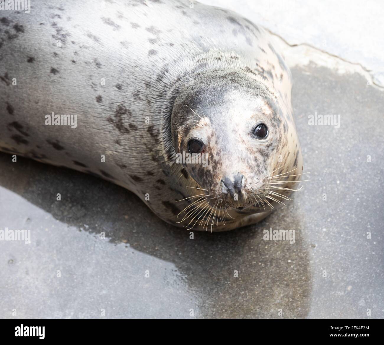 Gweek,Cornwall,28th April 2021,Visitors are returning to the Cornish ...