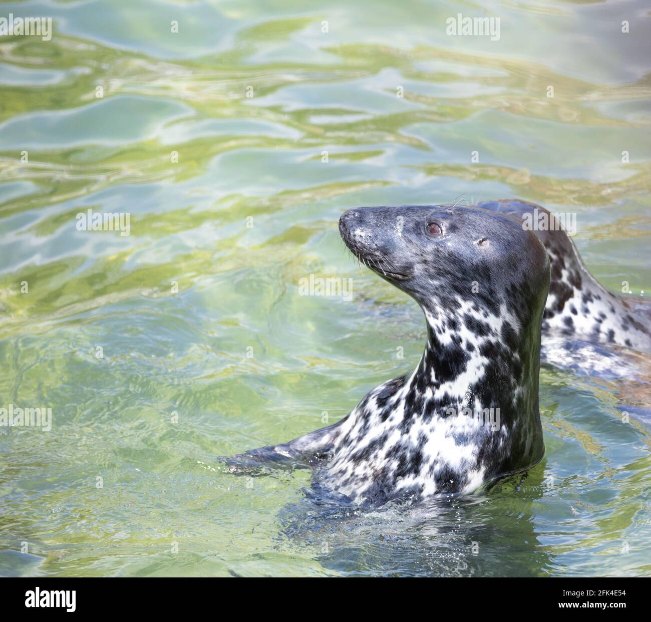 Gweek,Cornwall,28th April 2021,Visitors are returning to the Cornish ...