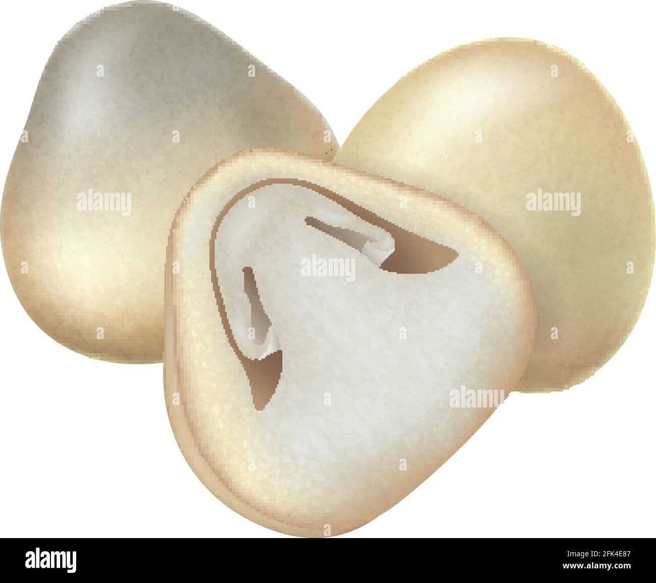 Volvariella volvacea or straw mushrooms. Vector illustration Stock ...