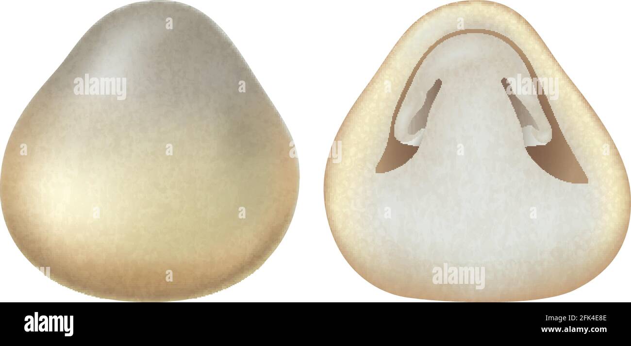 Volvariella volvacea Stock Vector Images - Alamy