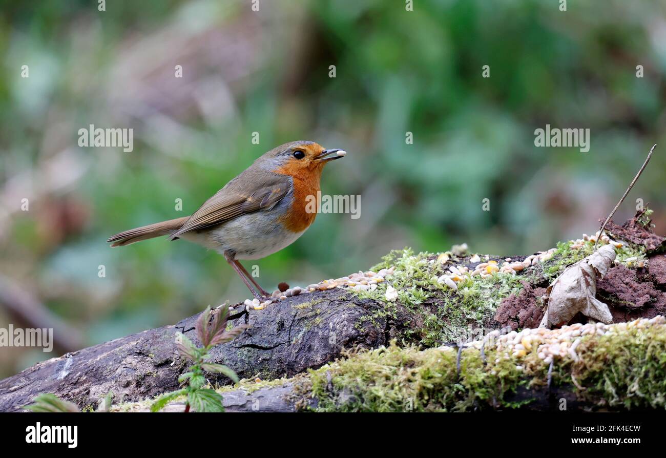 Eurasian robin feeding in the woods Stock Photo - Alamy