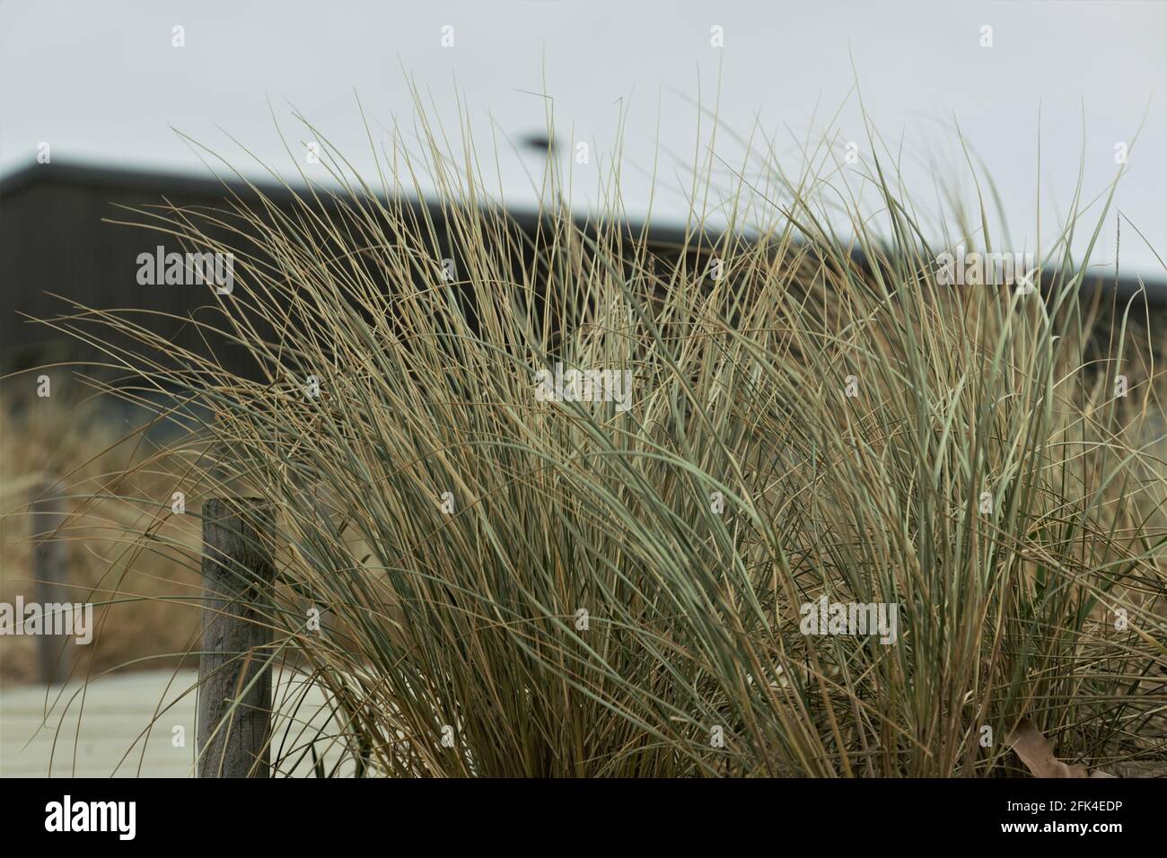 Thin blades of grass hi-res stock photography and images - Alamy