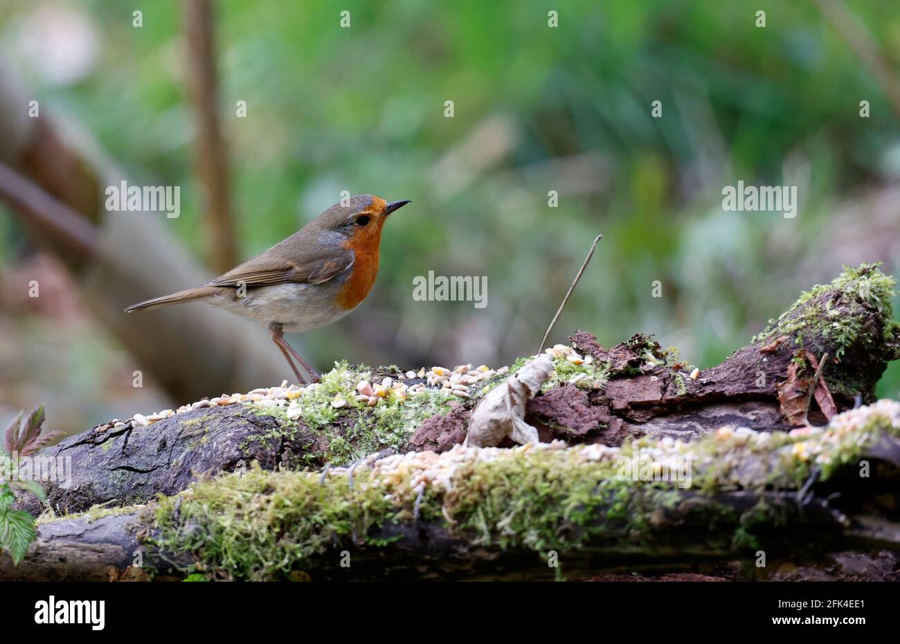 Eurasian robin feeding in the woods Stock Photo - Alamy